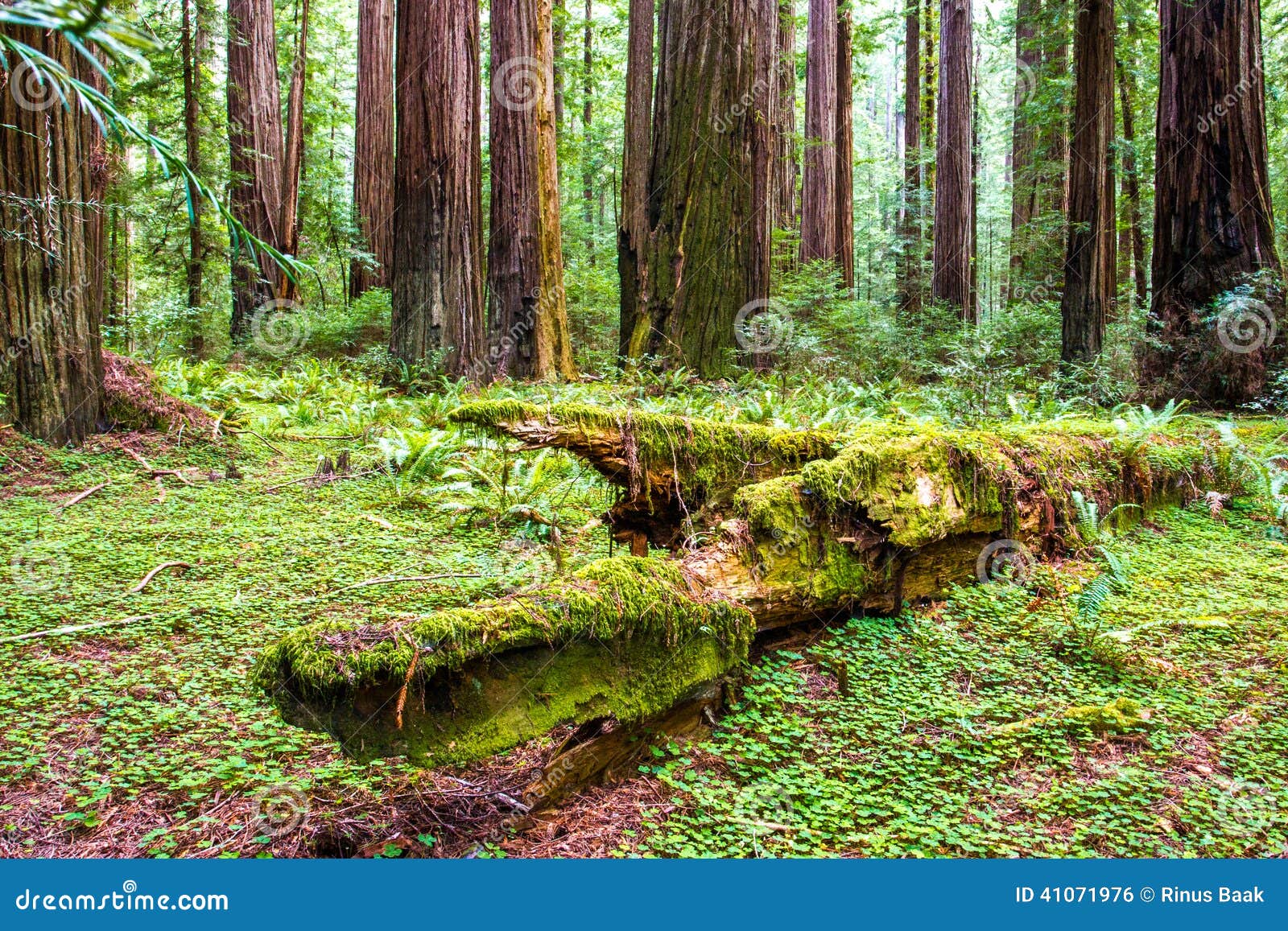 Old-Grove Forest stock photo. Image of dead, sempervirens - 41071976