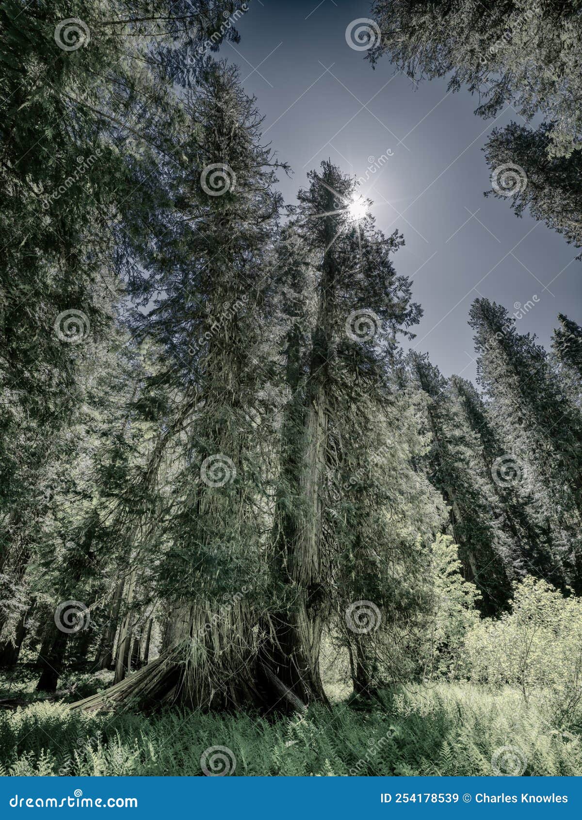 Old Growth Cedar Forest with Tall Cedar Tree Stock Image - Image of ...
