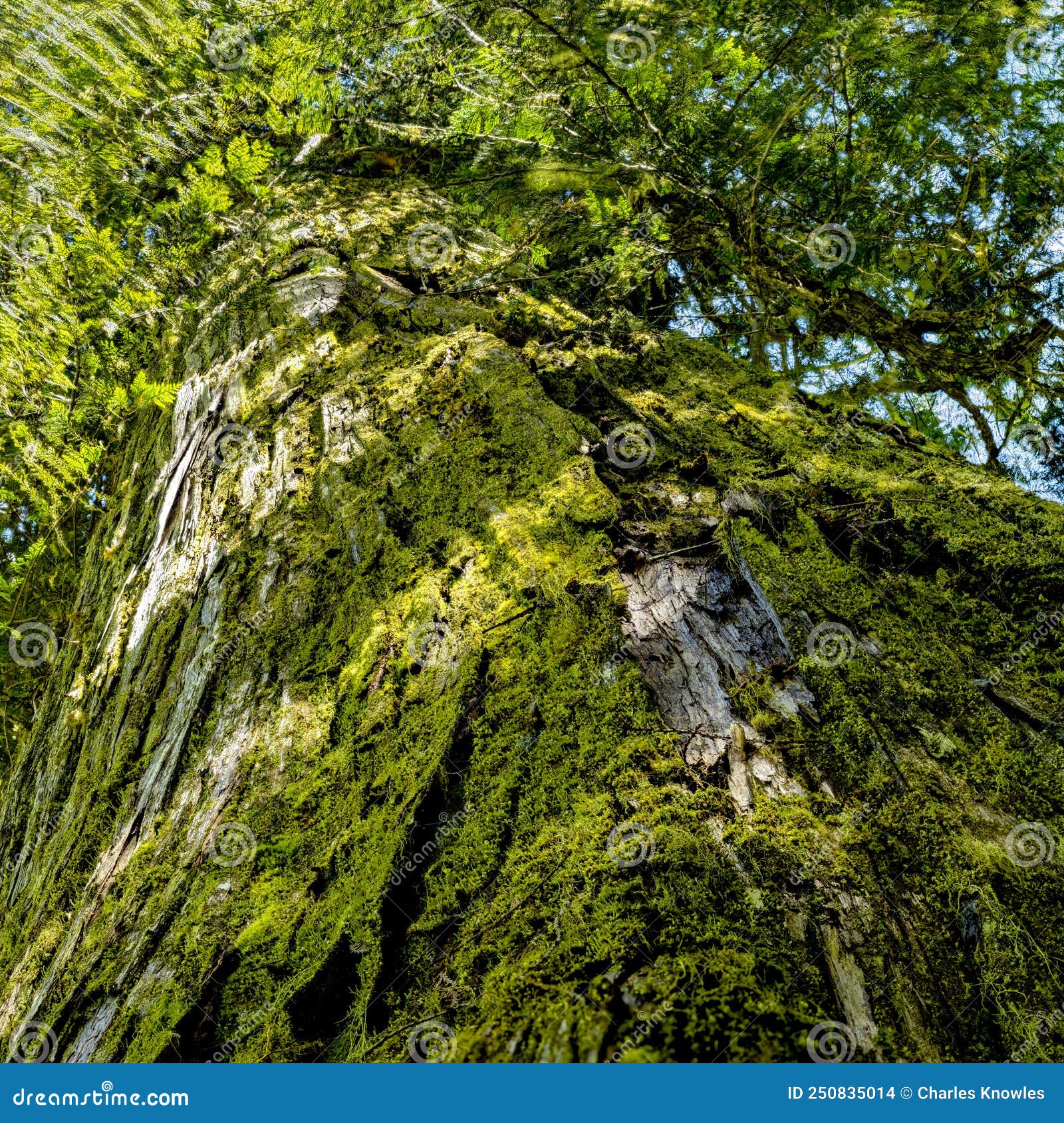 Old Growth Cedar Tree Closeup Looking Up Stock Photo - Image of river ...