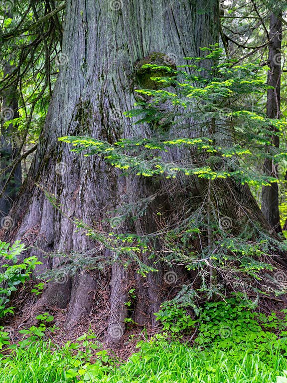 Old Growth Cedar Tree Deep in the Forest Stock Image - Image of closeup ...