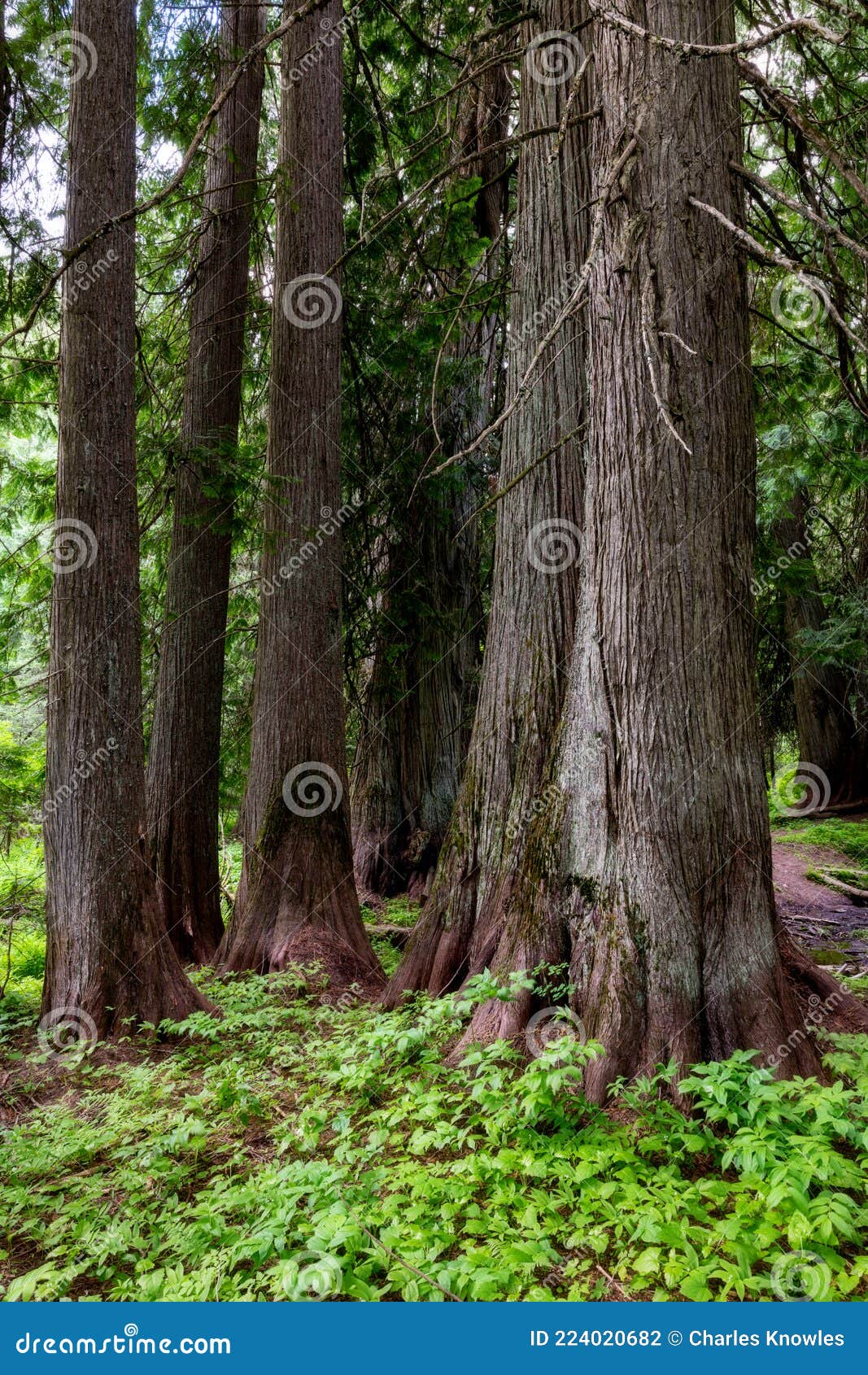 Old Growth Cedar Tree Forest with Green Plants Stock Photo - Image of ...