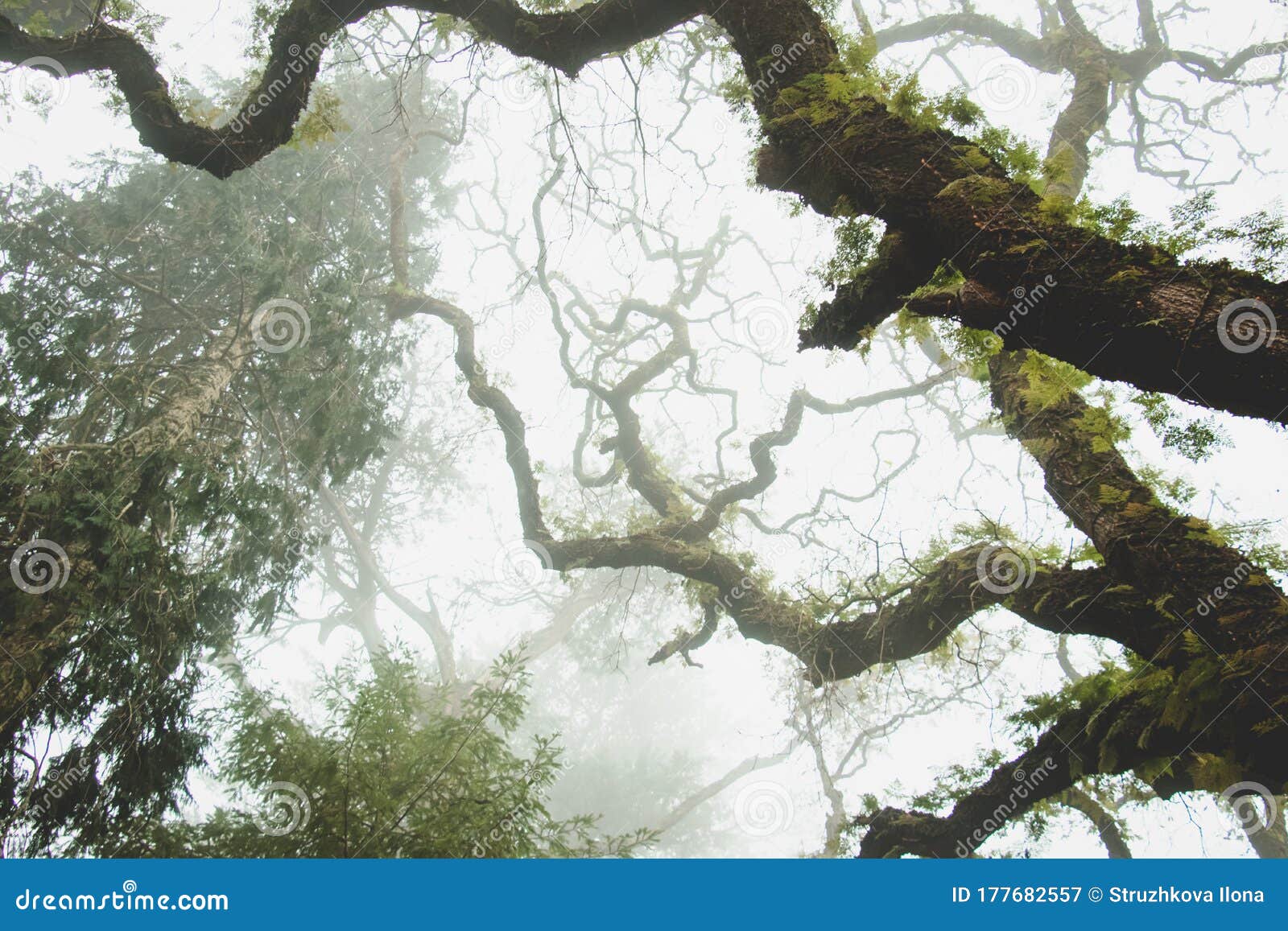 Old-growth Forest. Dramatic and Frightening Nature with Trees. Dramatic ...