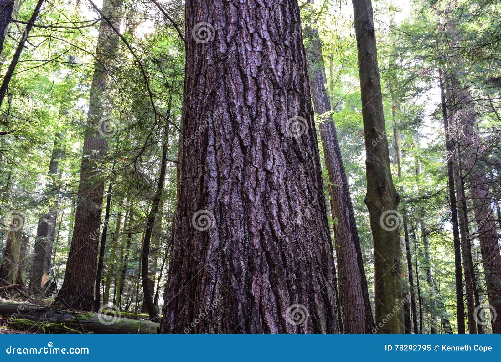 Old Growth Forest stock image. Image of growth, nature - 78292795