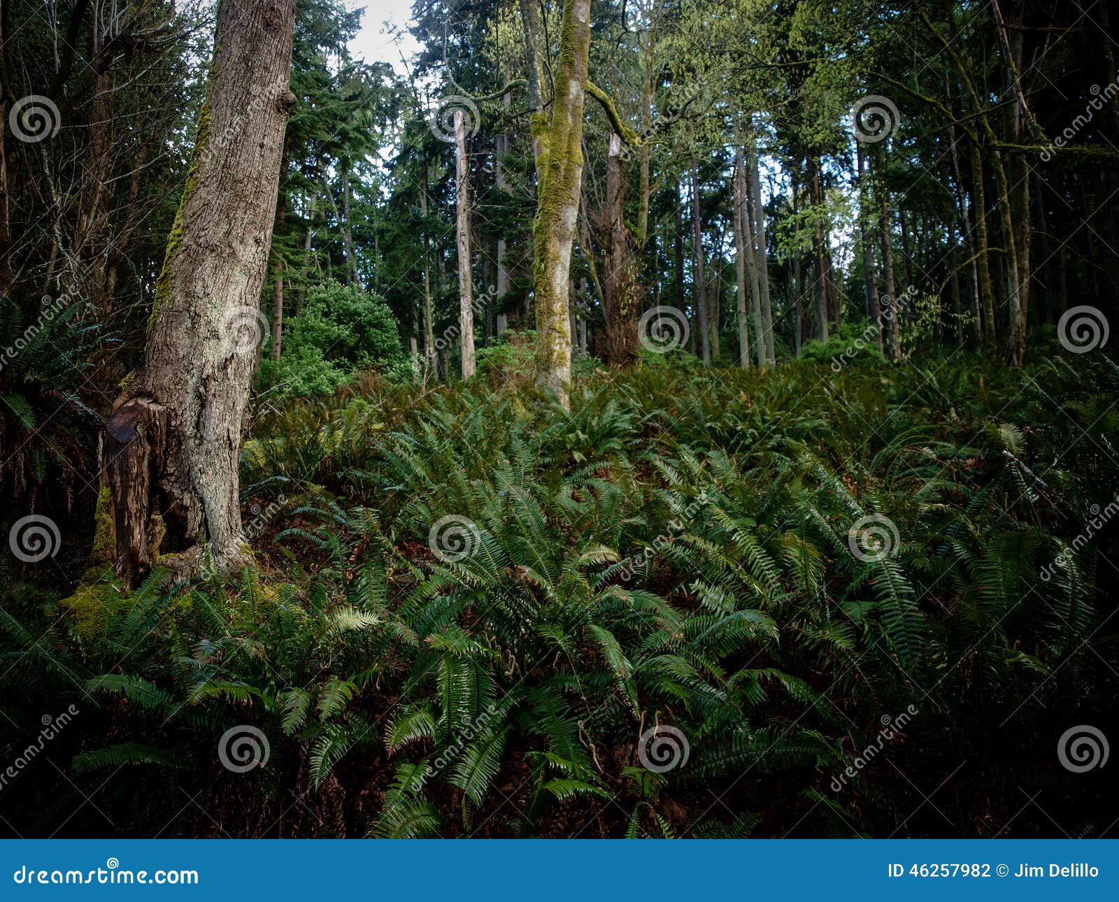 Old Growth Forest Near Seattle Stock Photo - Image of tree, seattle ...