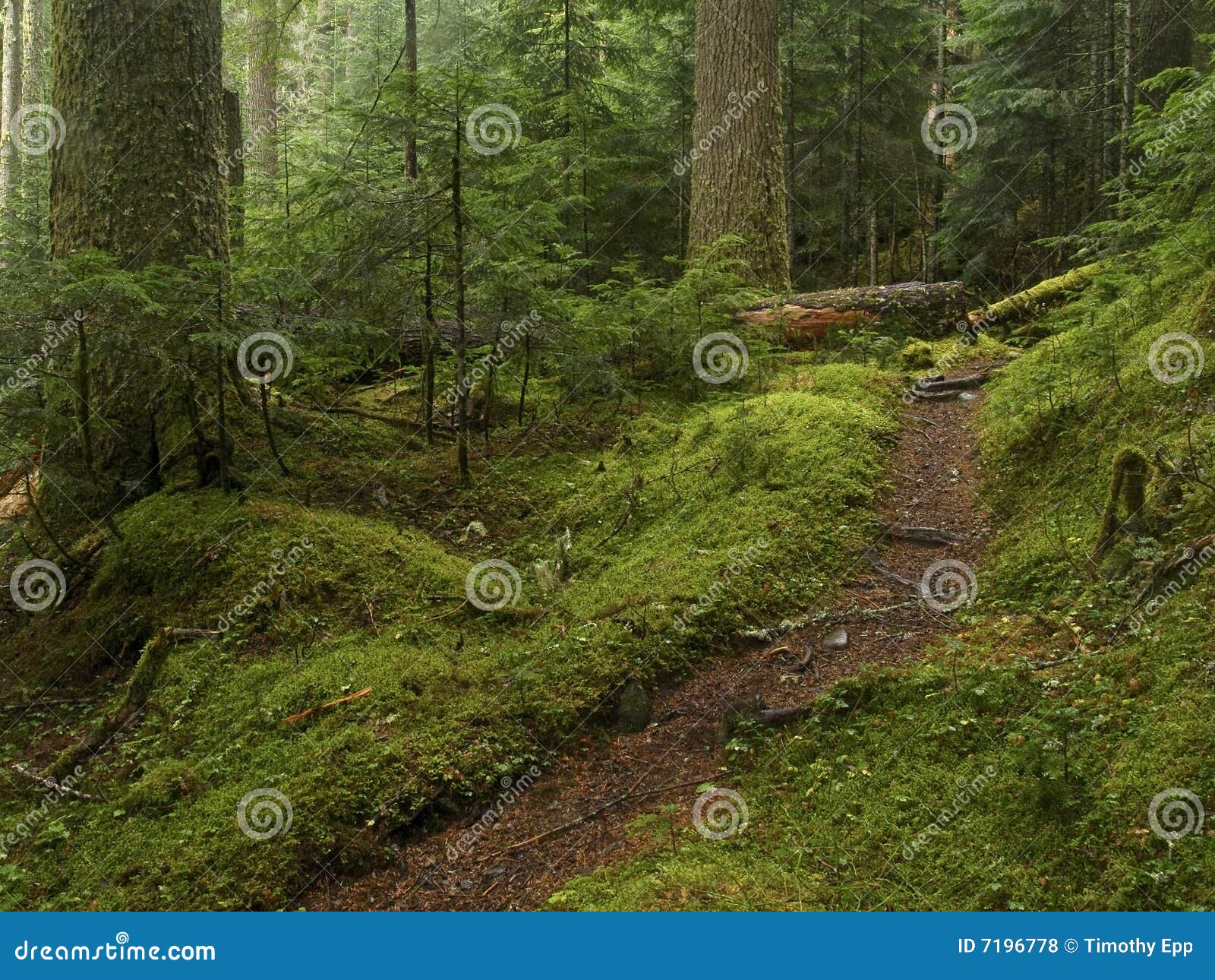 Old growth Forest Path stock photo. Image of growth, preservation - 7196778