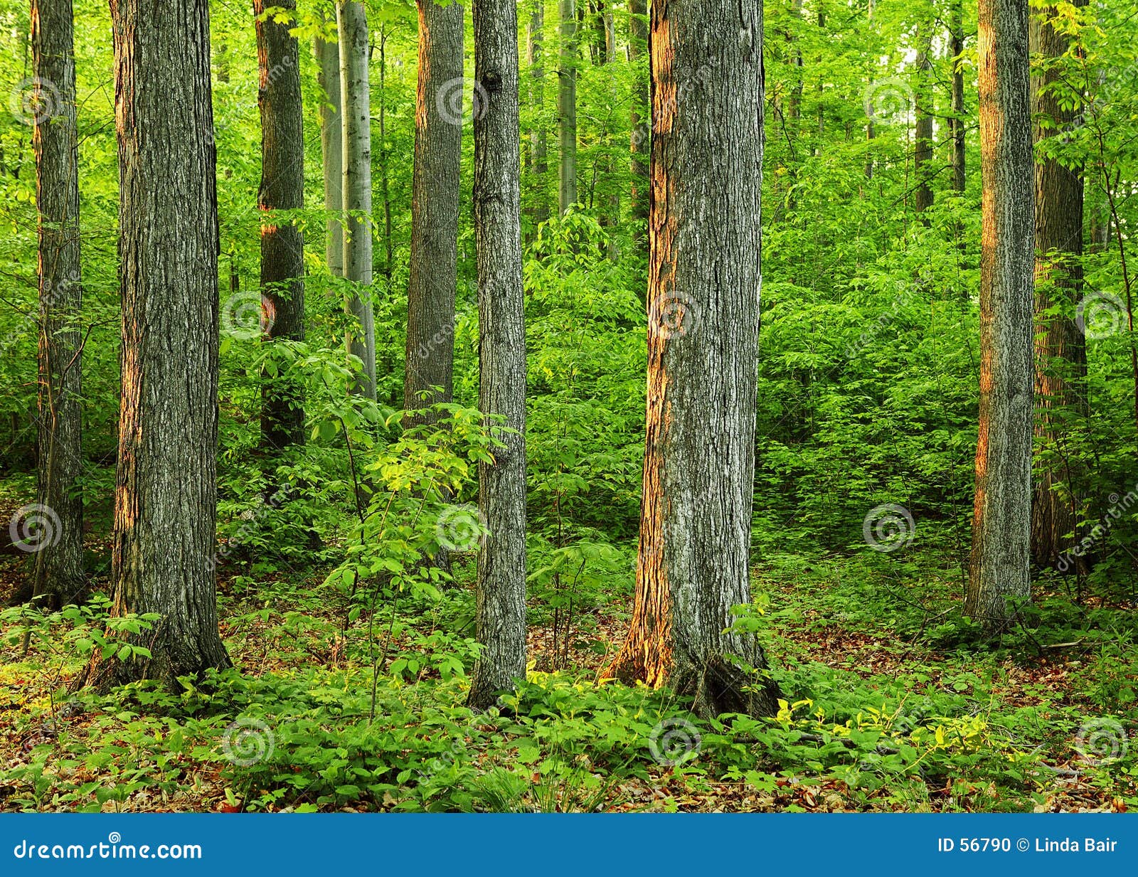 Old Growth Forest in the Sacred Grove Stock Photo - Image of joseph ...