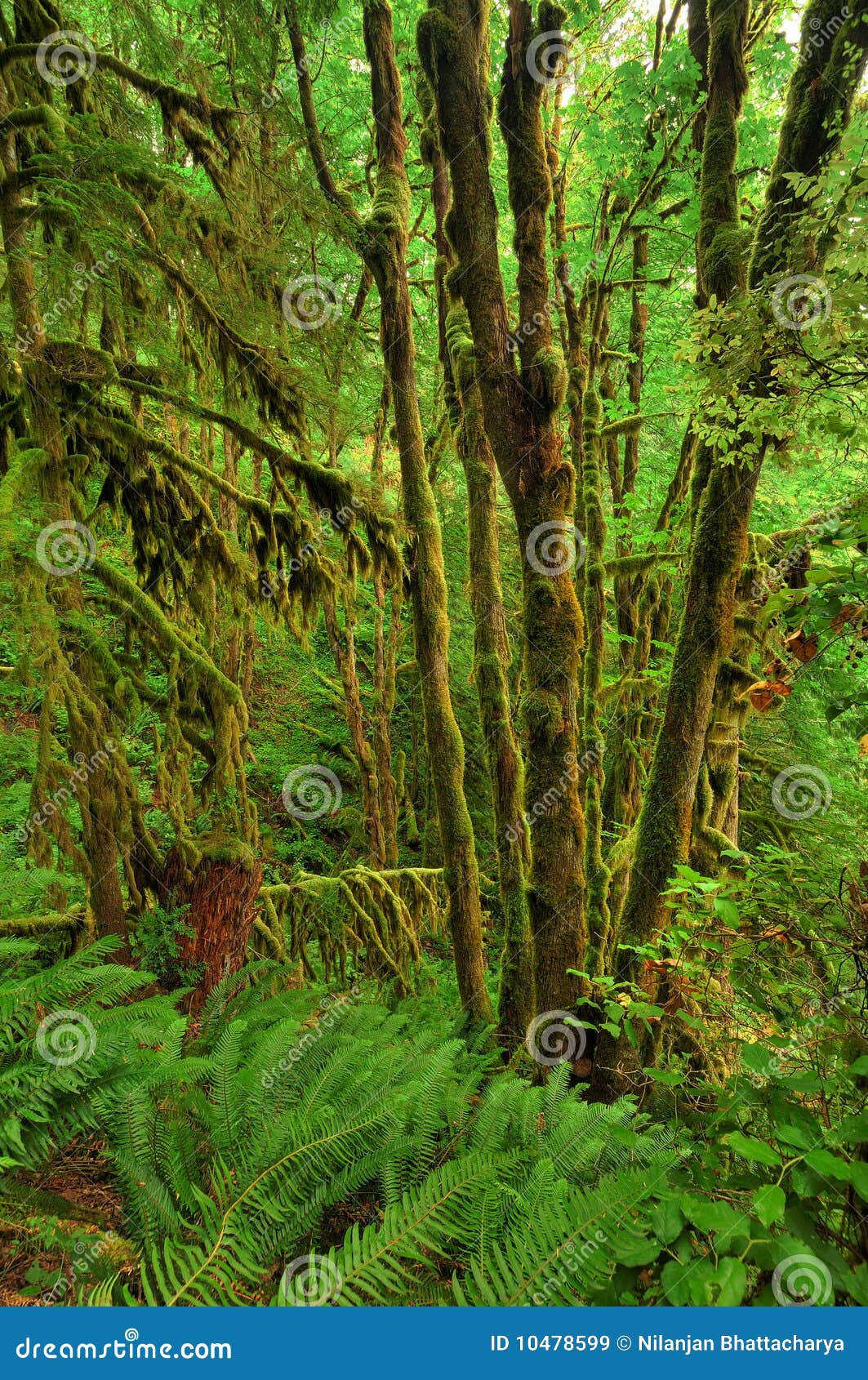 Old-growth rainforest stock image. Image of botany, fern - 10478599