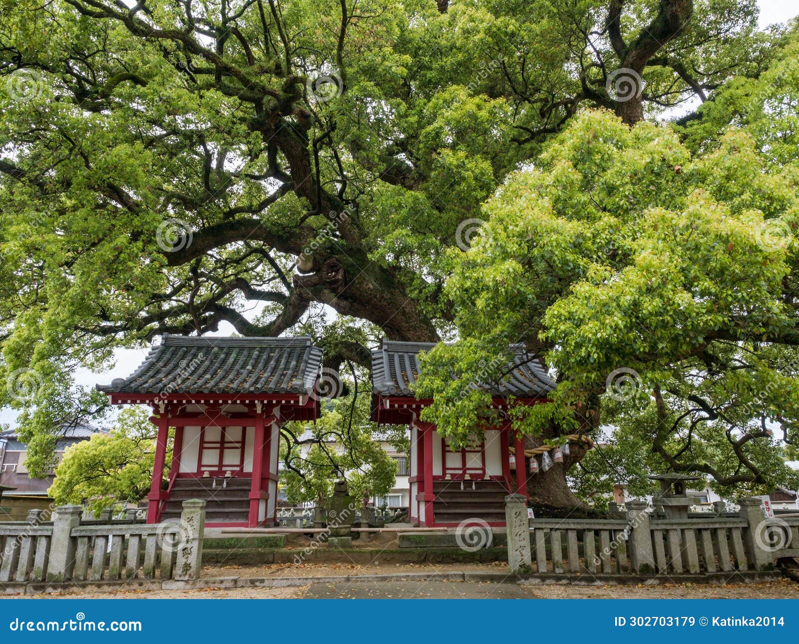Old Growth Sacred Tree and Shinto Shrine in Japan Editorial Stock Image ...