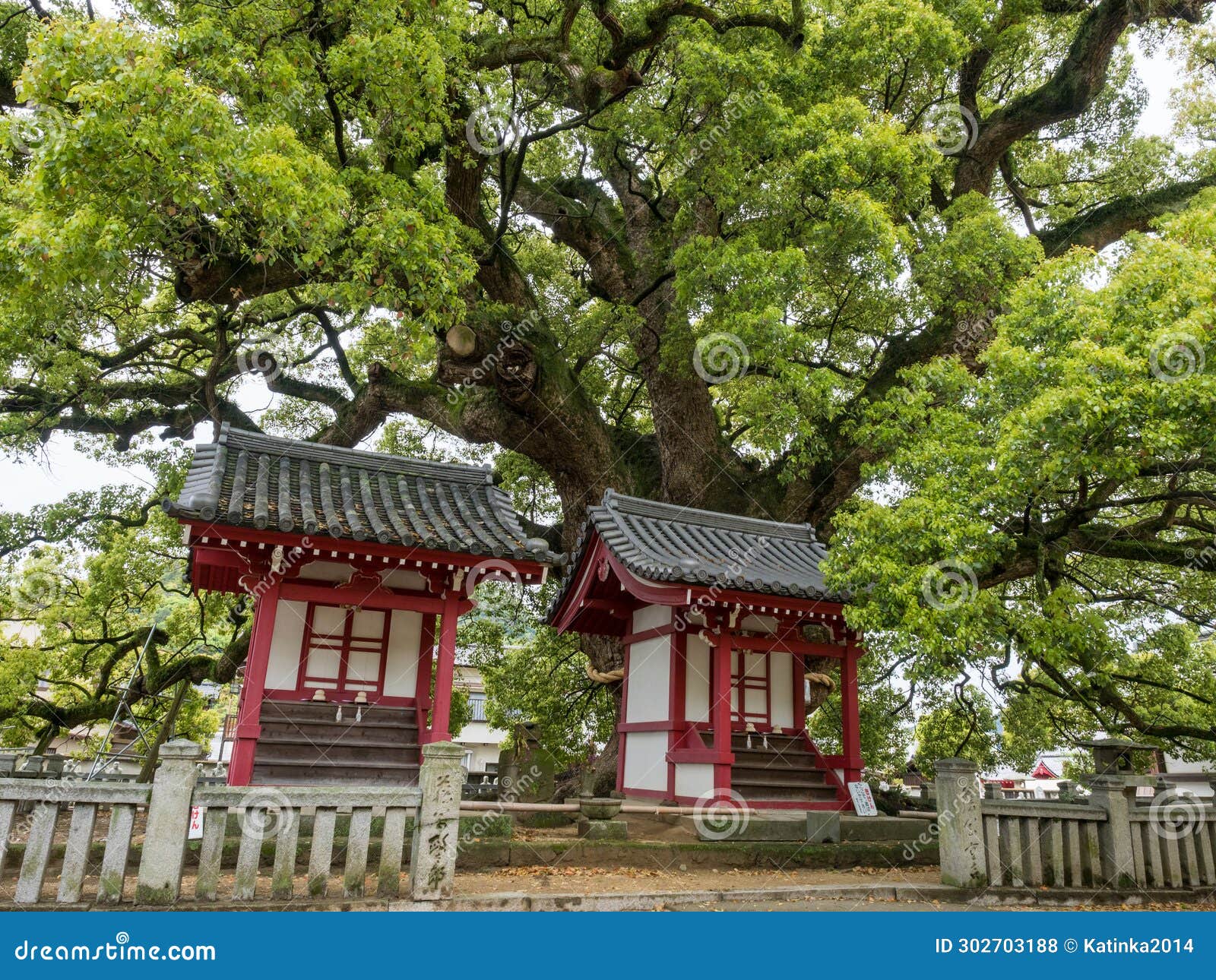 Old Growth Sacred Tree and Shinto Shrine in Japan Editorial Stock Photo ...