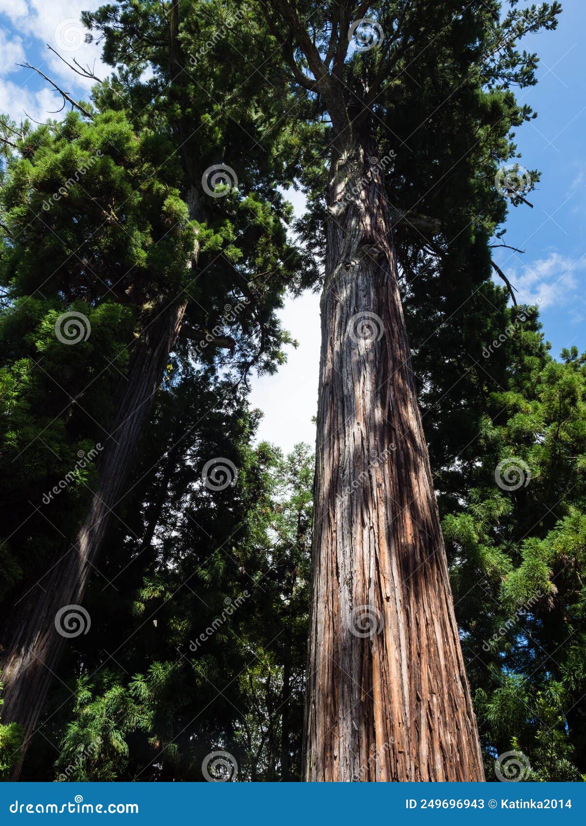 Old Growth Sugi Tree in a Forest in Japan Stock Image - Image of travel ...