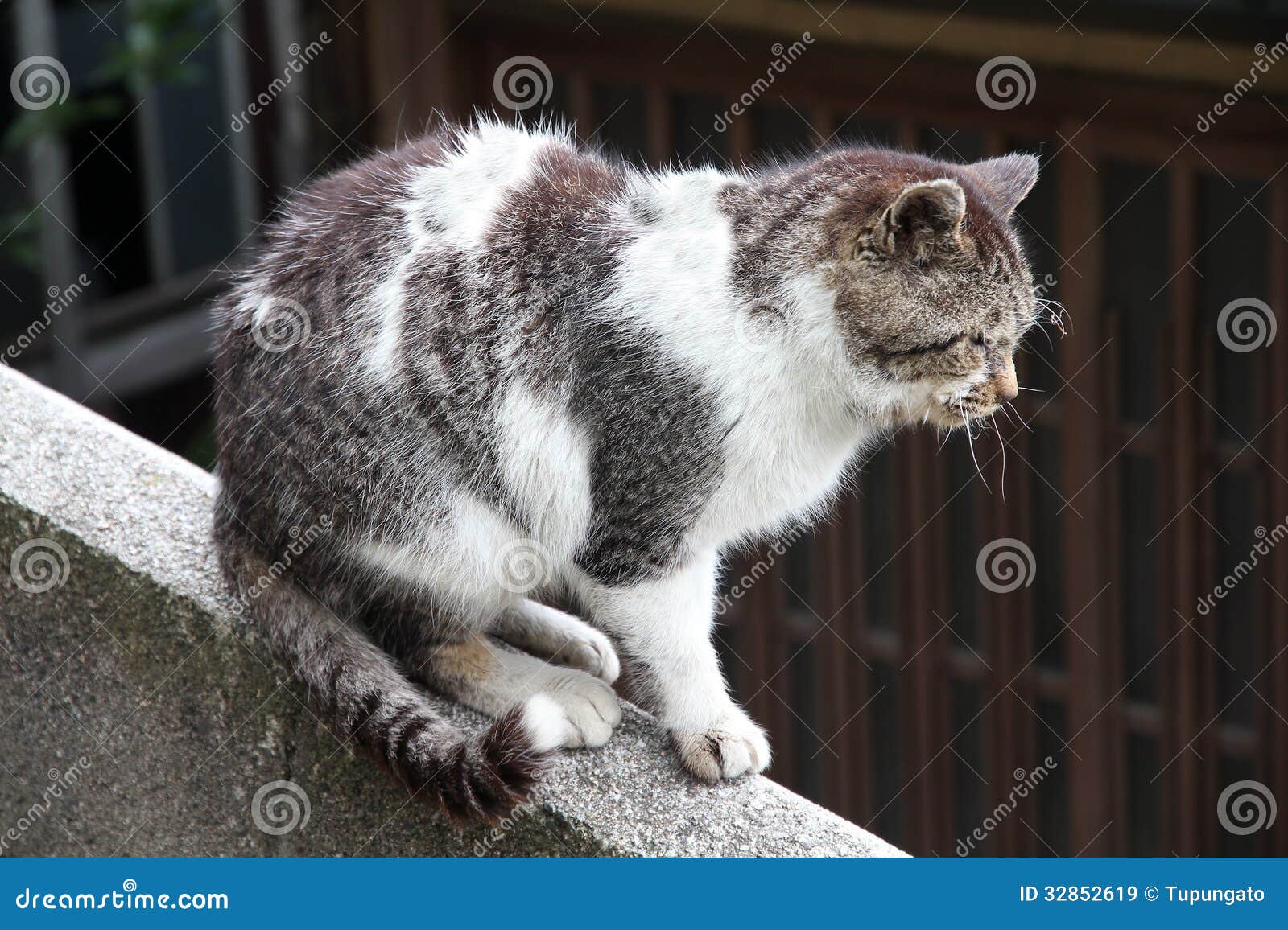 Old grumpy cat stock image. Image of outdoors, white - 32852619