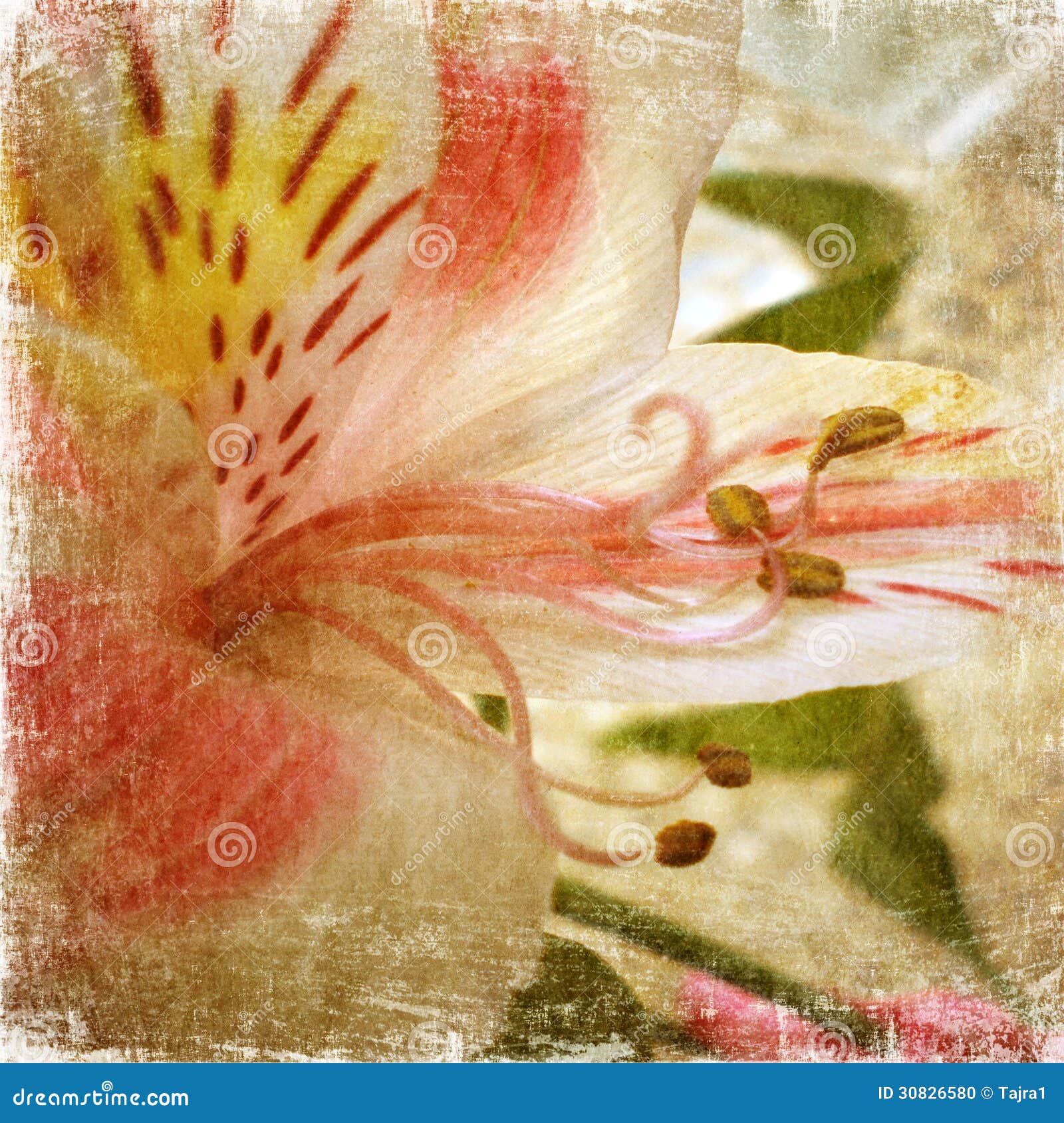 12,169 Old Lily Stock Photos - Free & Royalty-Free Stock Photos from ...