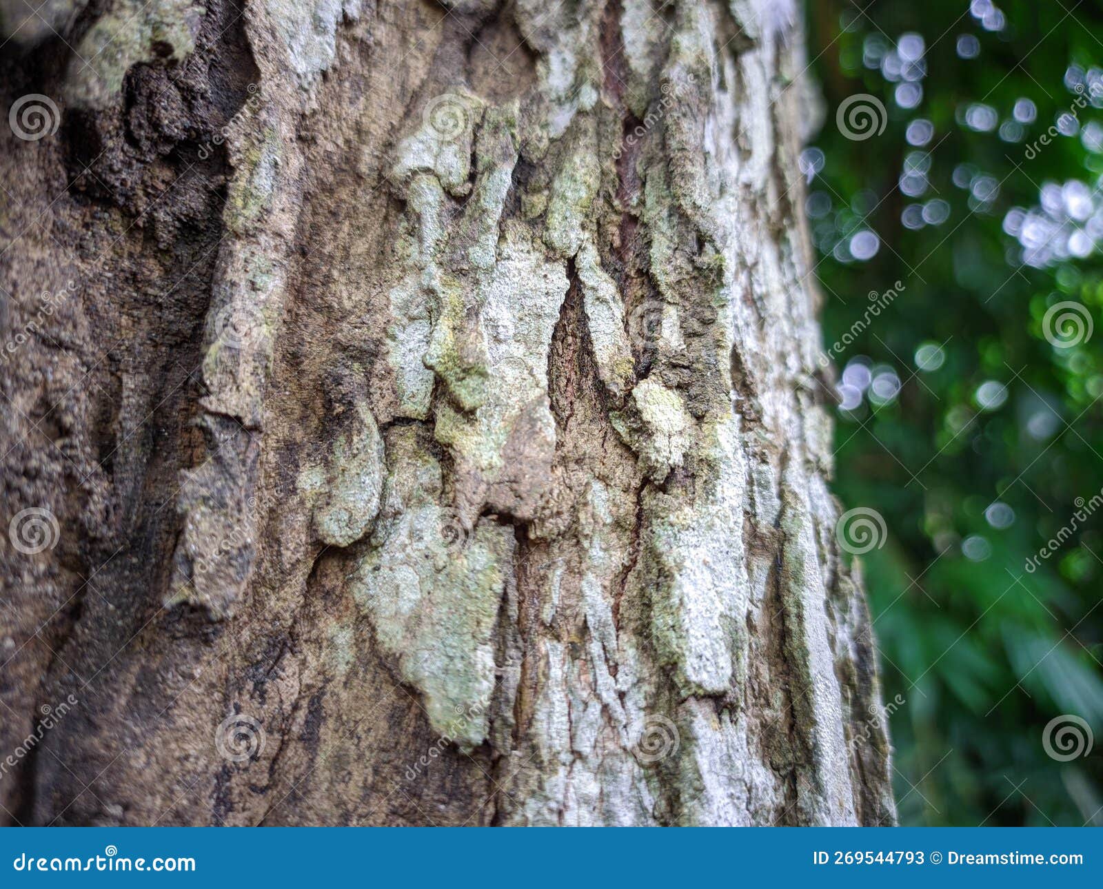 Old Guava Tree Bark Texture Stock Image - Image of texture, produce ...