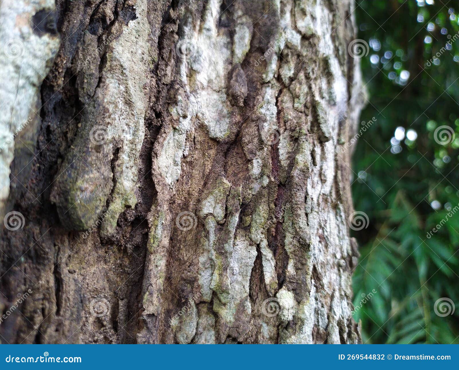 Rough Surface of Old Guava Tree Bark Stock Photo - Image of branch ...