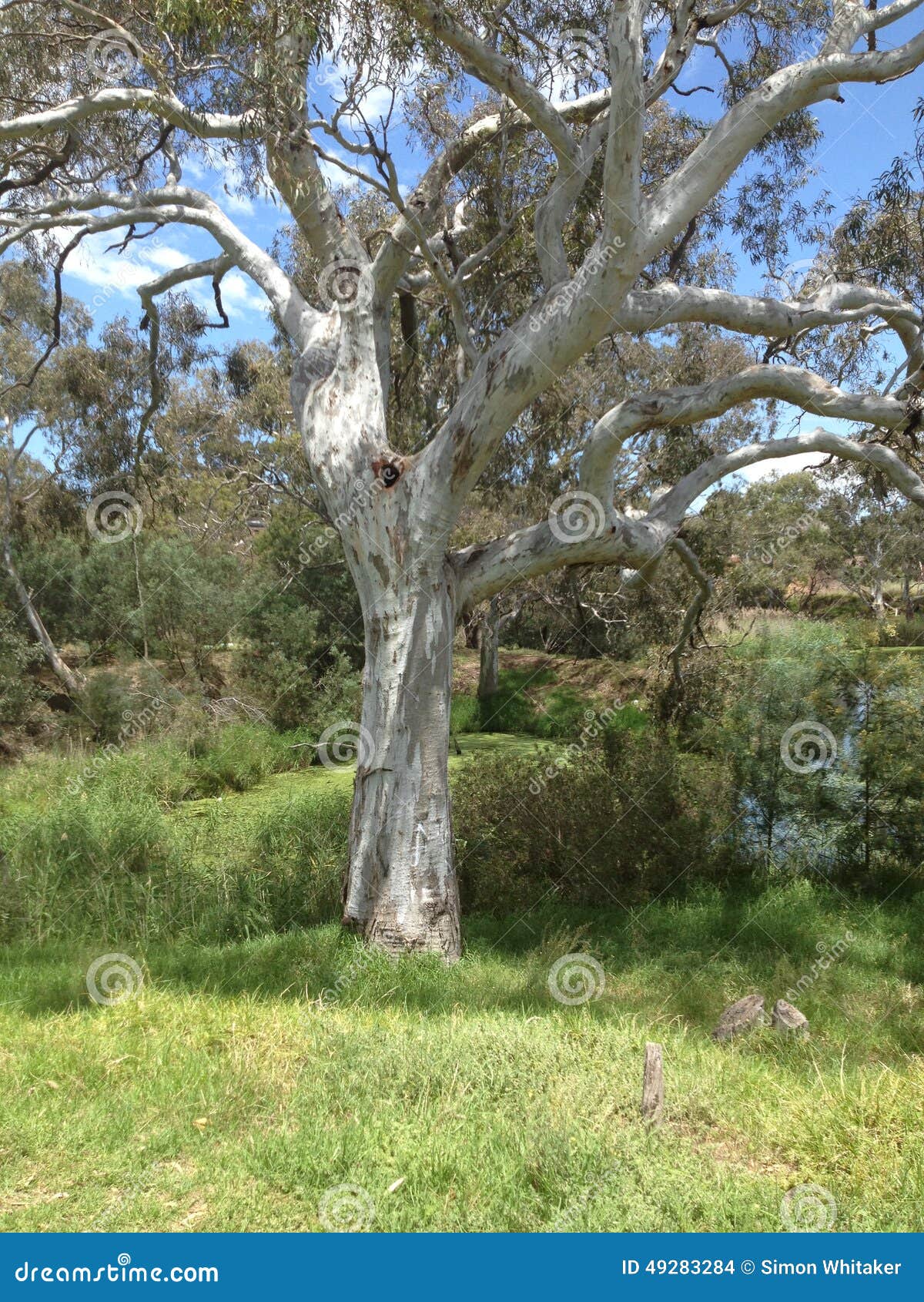 Old gum tree stock photo. Image of australian, eucalyptus - 49283284