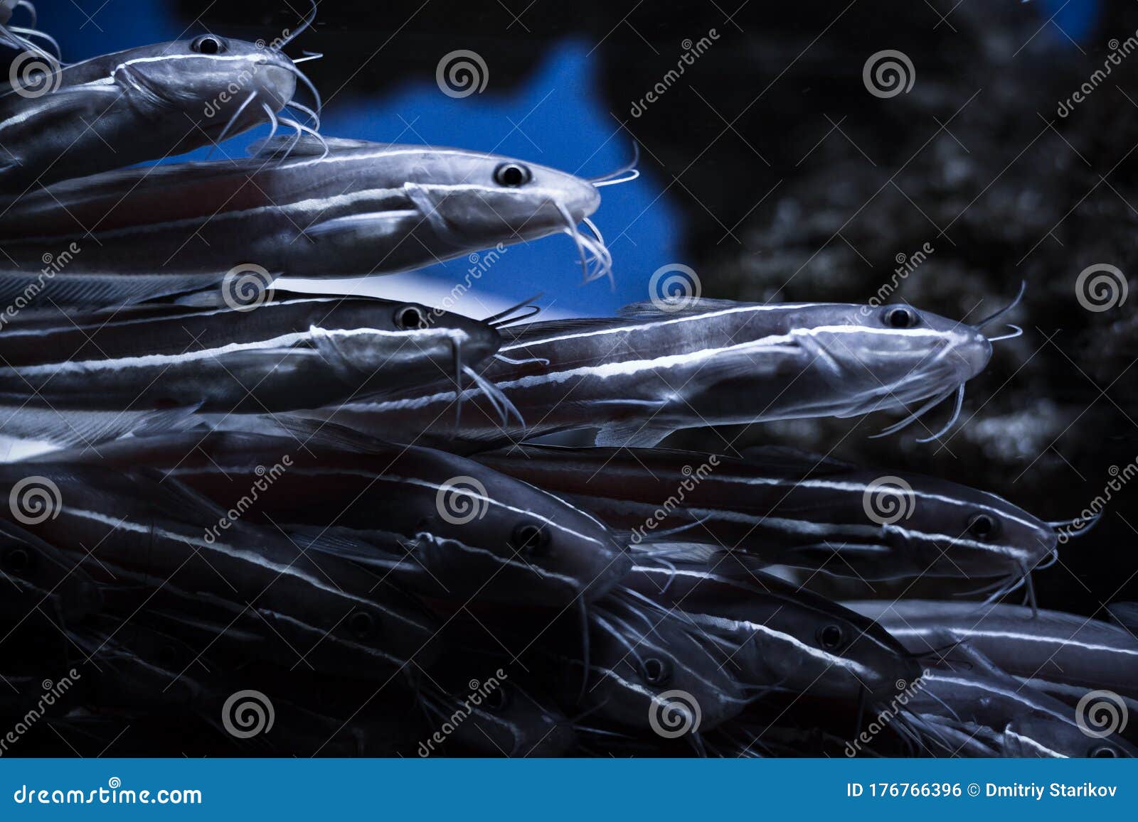 Old Hairy Fish Photographed Under Water Stock Photo - Image of water ...