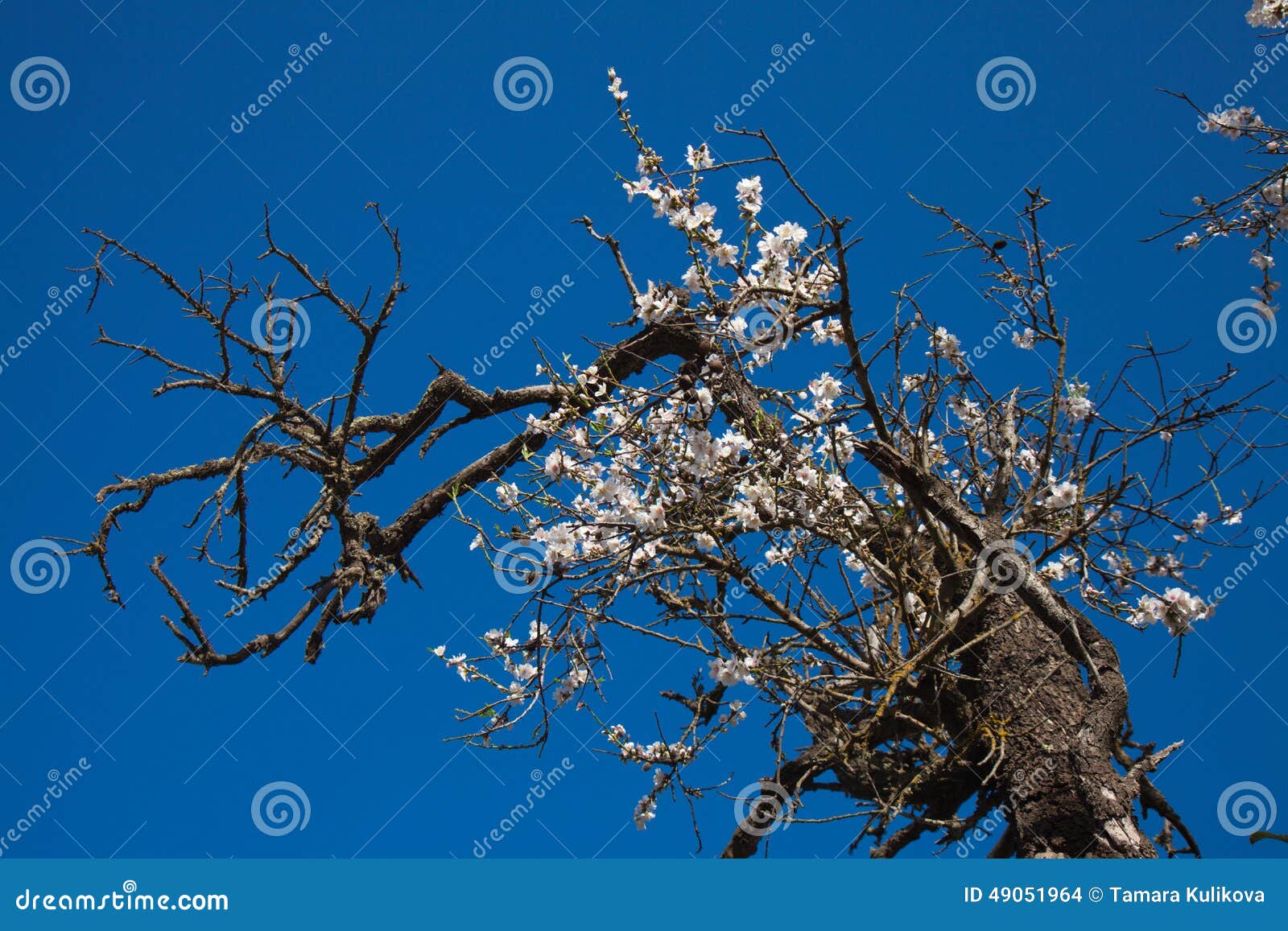 Old Half-dead Almond Tree with One Flowering Branch Stock Photo - Image ...