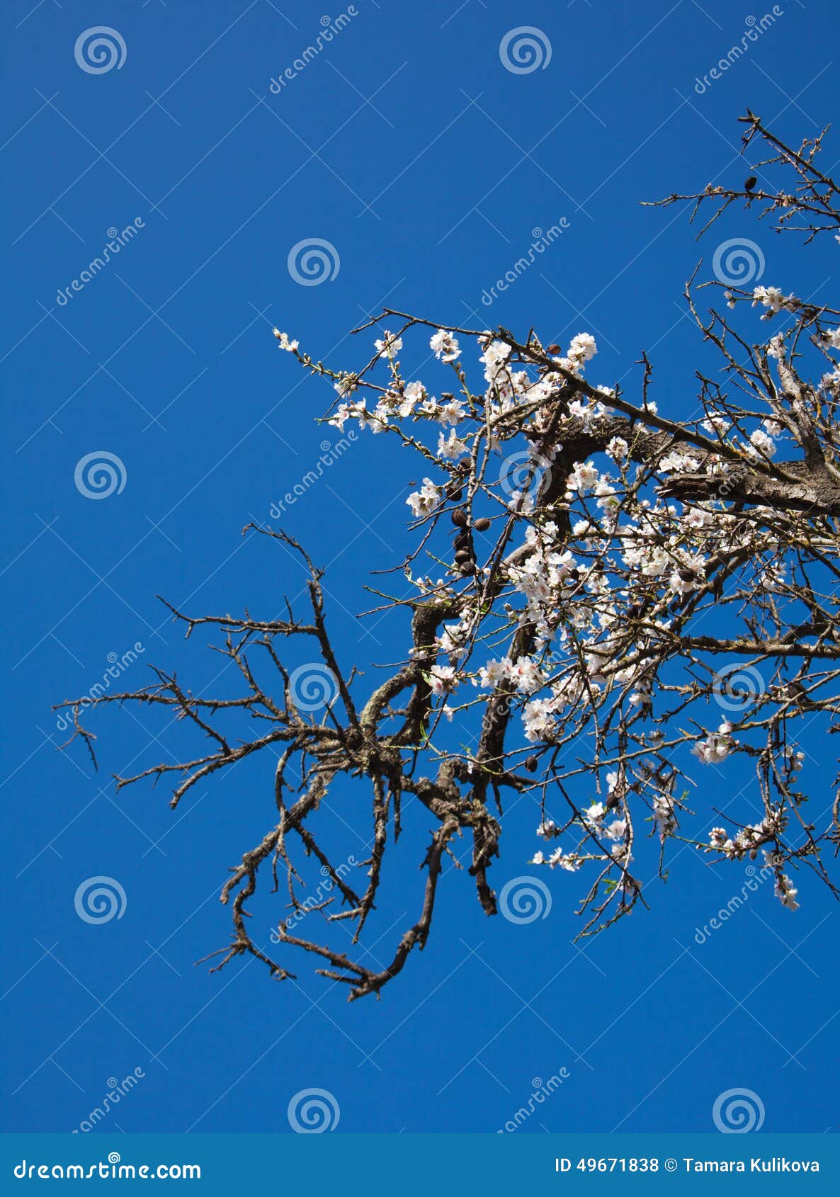 Old Half-dead Almond Tree with One Flowering Branch Stock Photo - Image ...