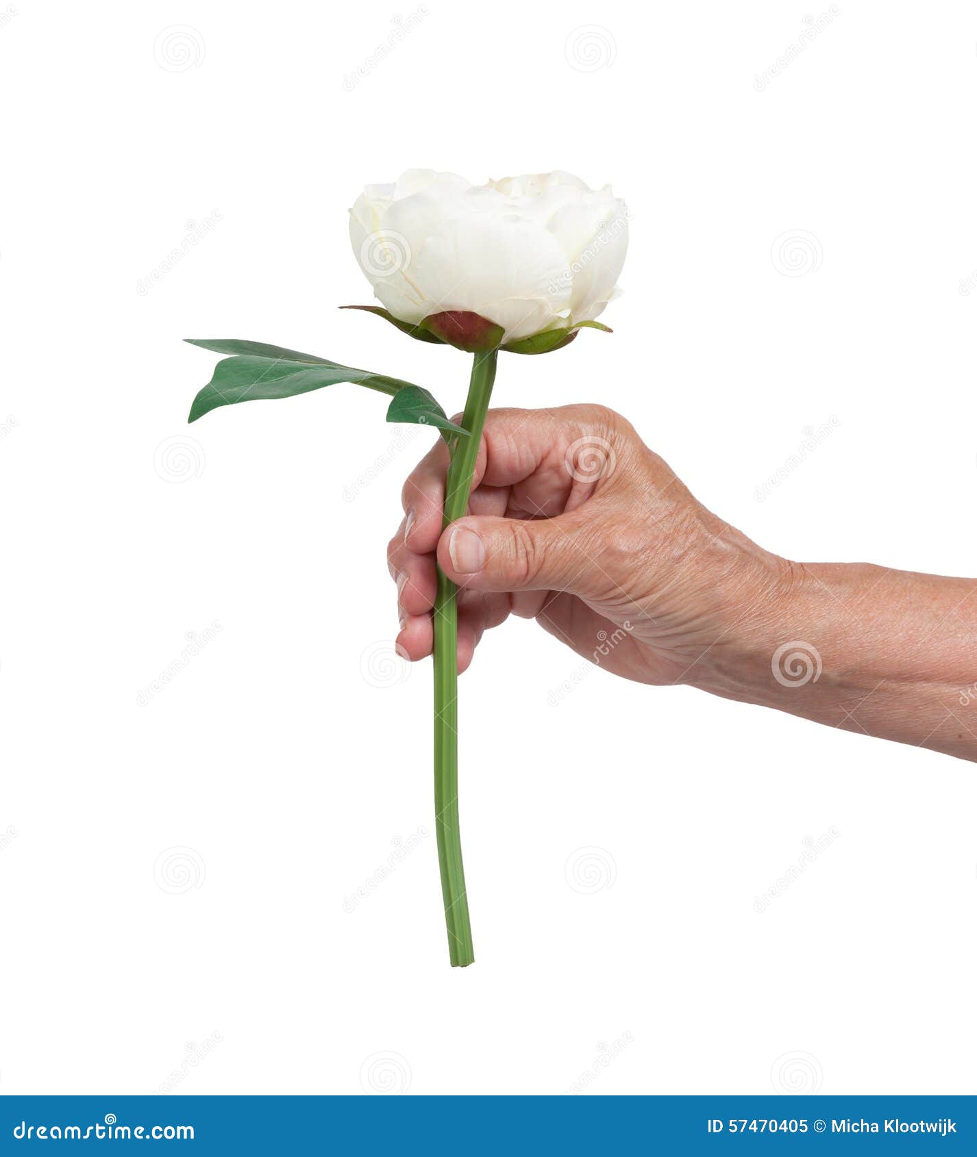 Old hand giving a rose stock image. Image of anniversary - 57470405