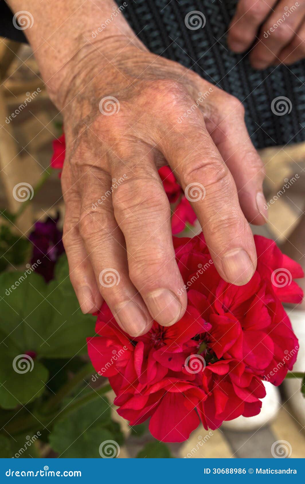Old hand with red flower stock photo. Image of lifestyle - 30688986