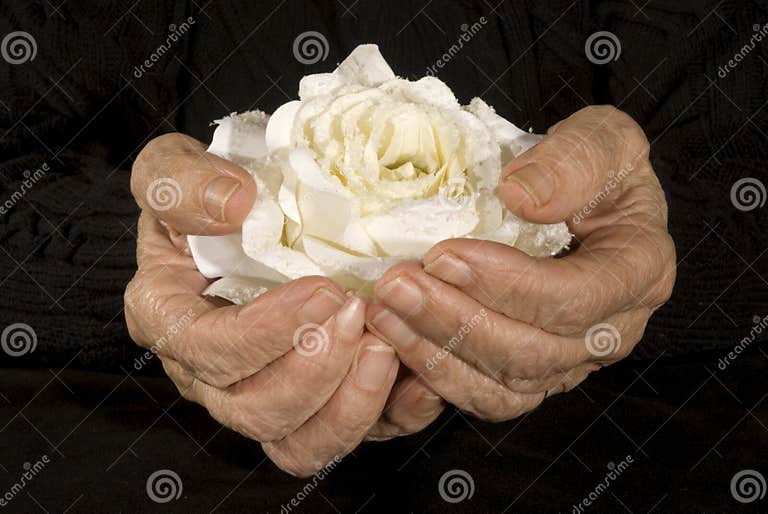 Old Hands Holding White Rose Stock Photo - Image of father, christen ...