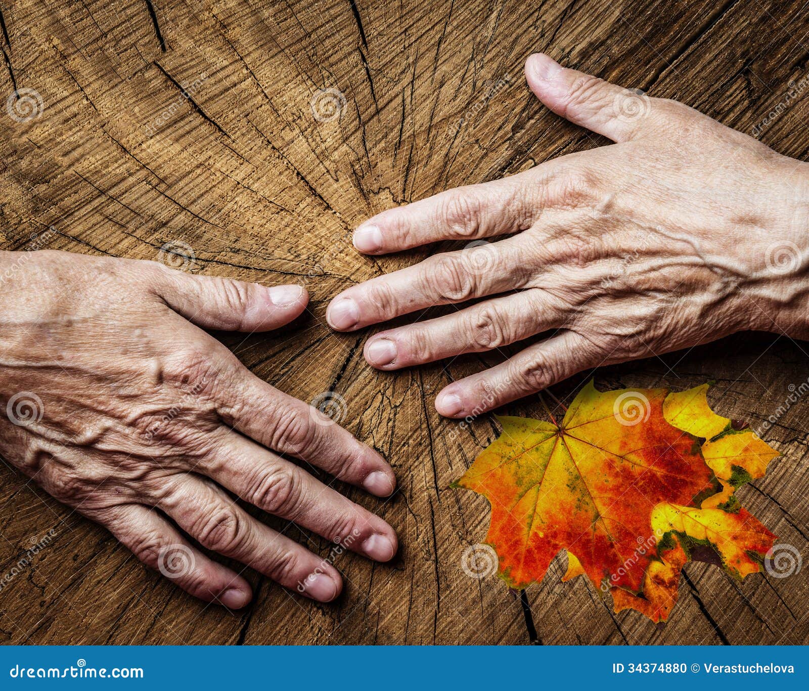 Old hands and old tree stock photo. Image of healthy - 34374880