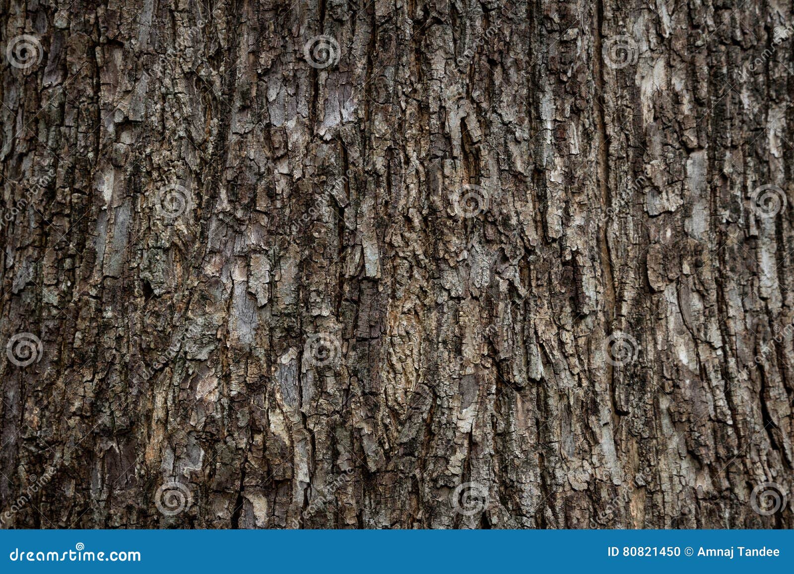 The Old Hard Wooden Bark Texture Background Royalty-Free Stock Image ...