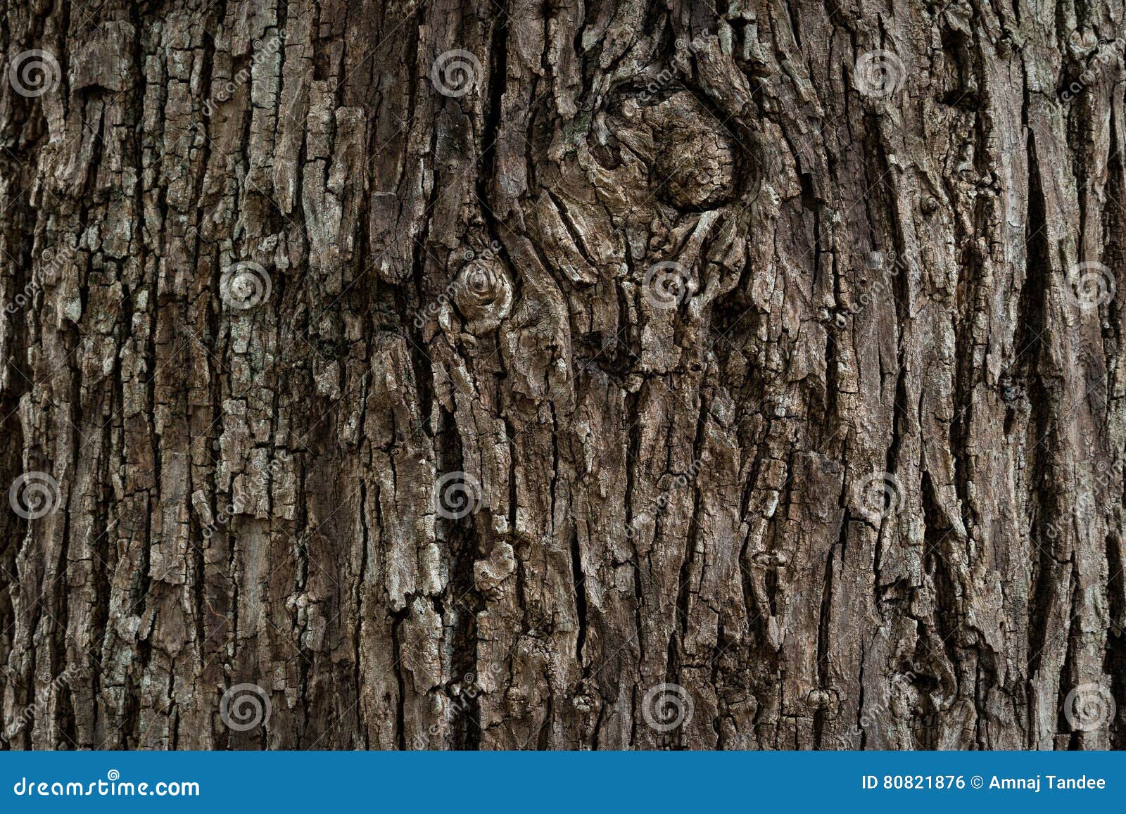 The Old Hard Wooden Bark Texture Background Stock Photo - Image of ...