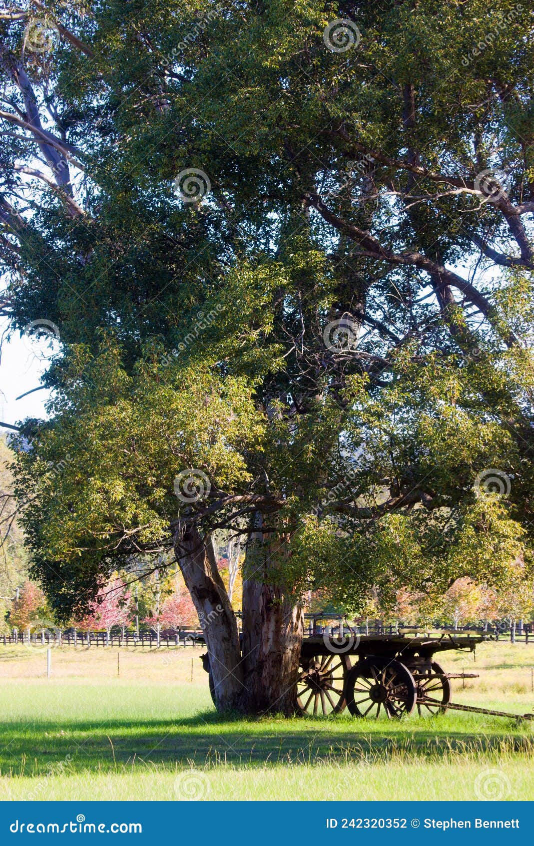 An Old Hay Wagon Under a Tree in a Field Stock Photo - Image of ...