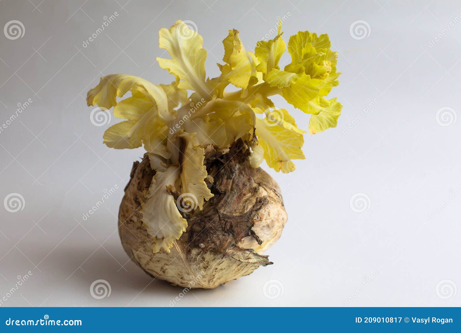 Old Head of Cabbage from it Grows a New Sprout Top View. Sprouted ...