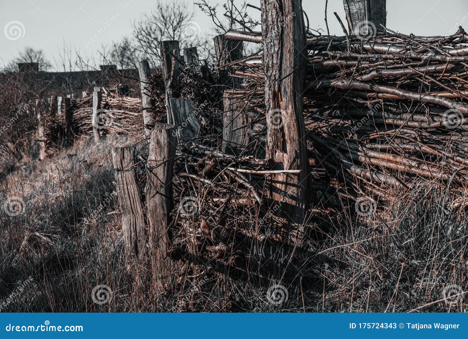 Old Hedge and Tree Branches and Grass Stock Image - Image of roughly ...