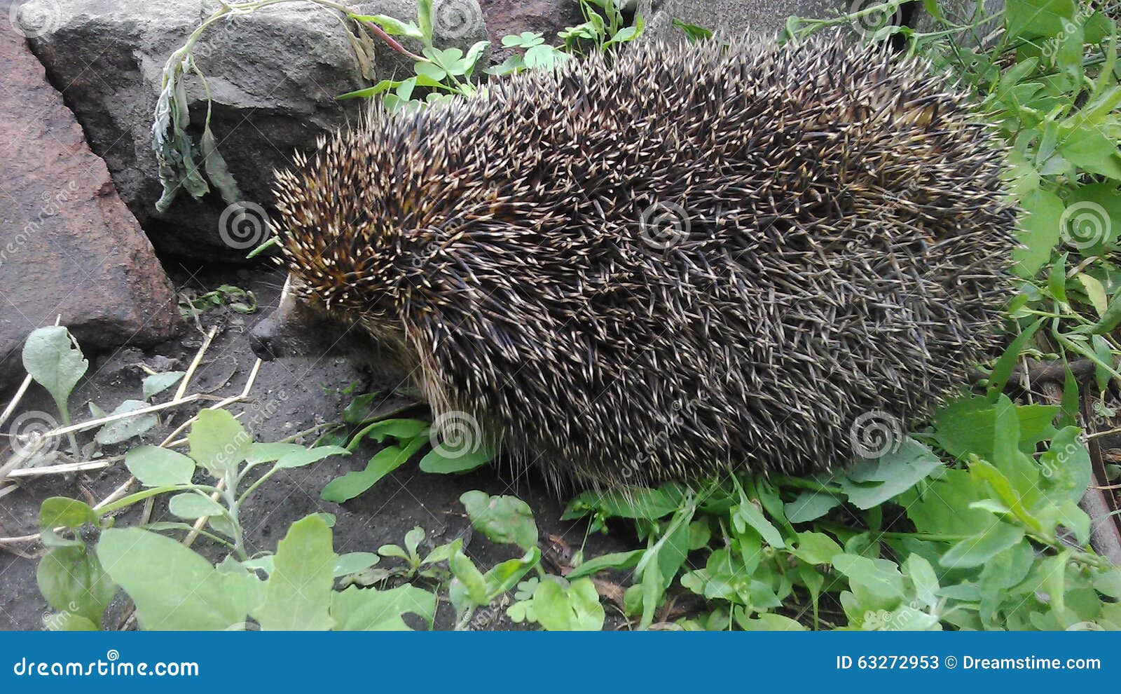 Old hedgehog. stock image. Image of busy, hide, nature - 63272953