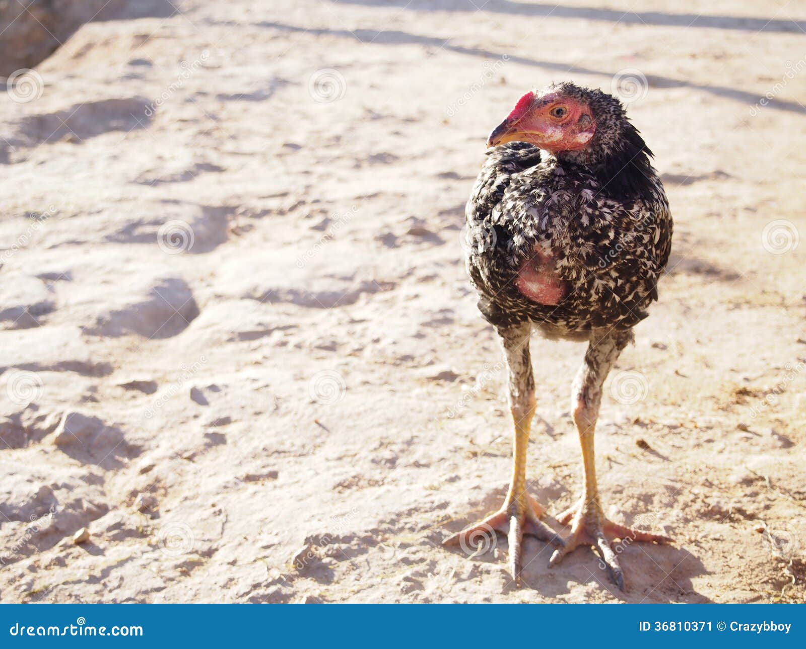 Old hen on the ground stock image. Image of claws, close - 36810371