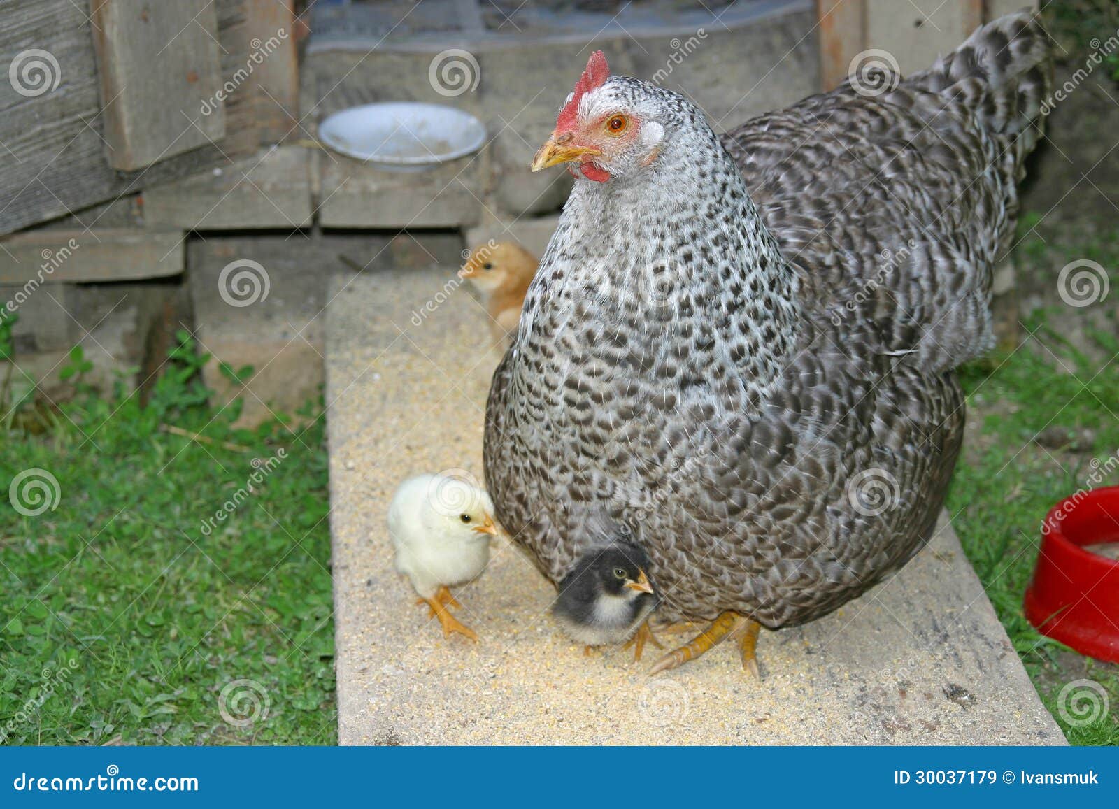 Hen and Chickens stock image. Image of baby, meadow, fowl - 30037179
