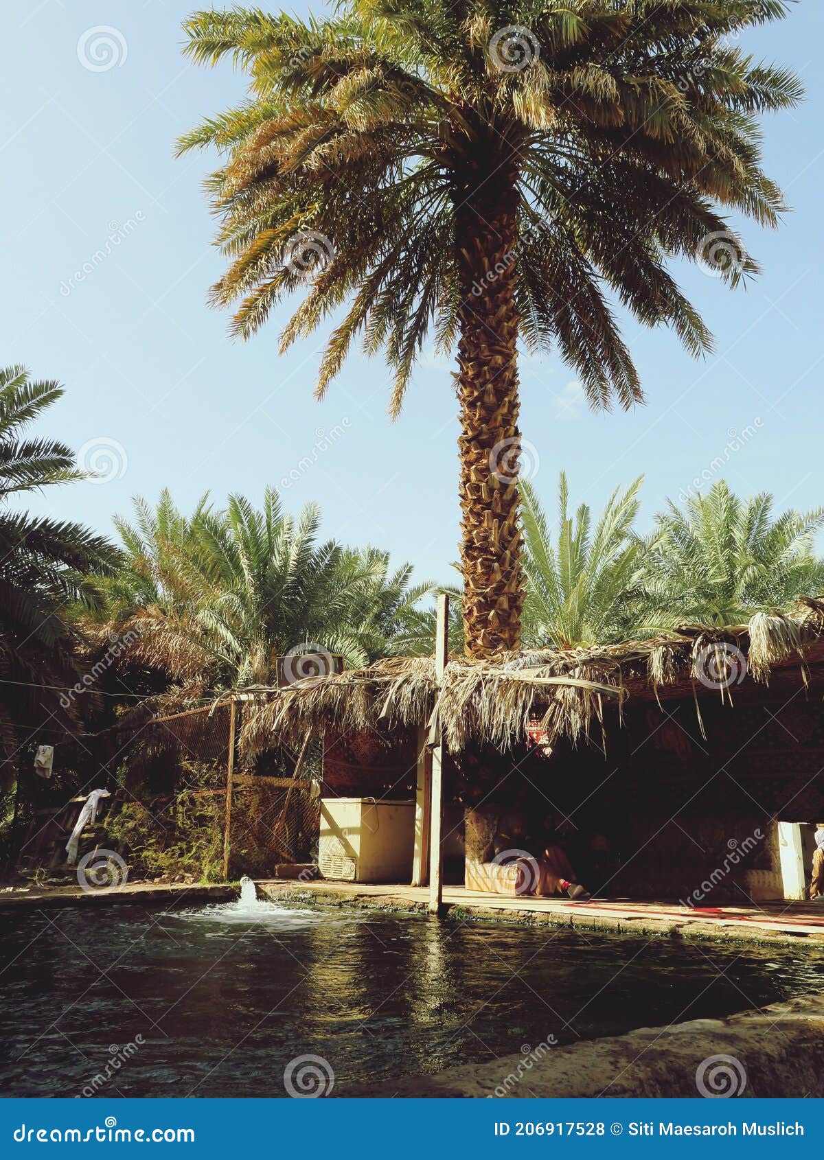 Dates Trees in Mecca Arabia Stock Photo - Image of garden, mecca: 206917528