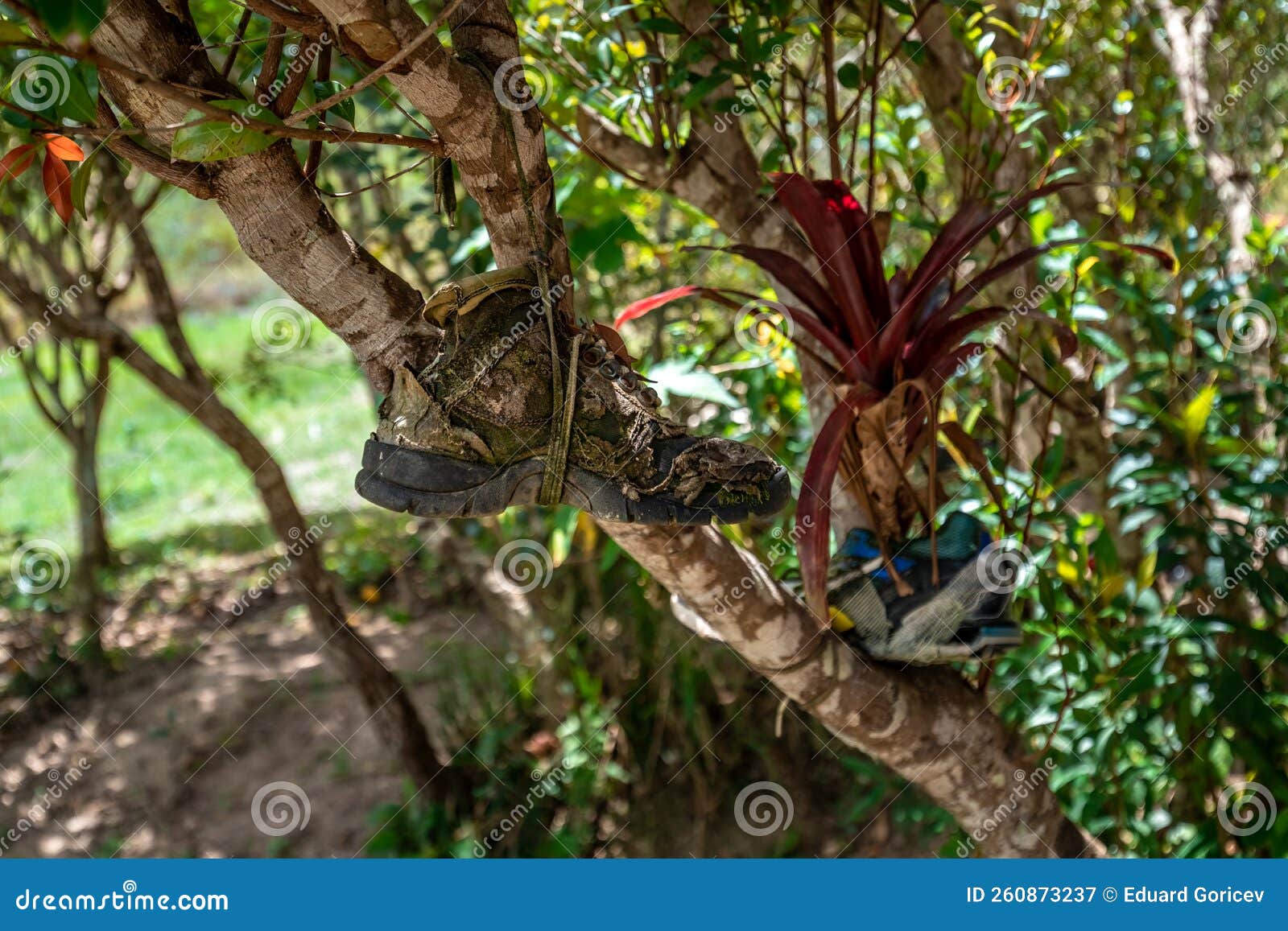 An Old Hiking Boot Hangs on a Tree Branch Stock Image - Image of ...