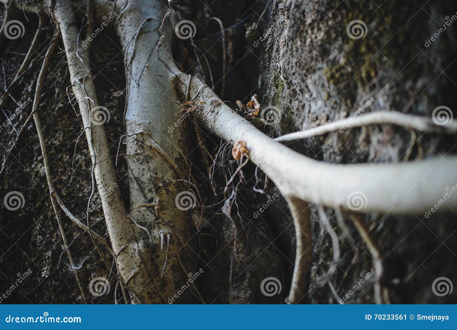 Himalayan Fig Tree Stock Image | CartoonDealer.com #129080689