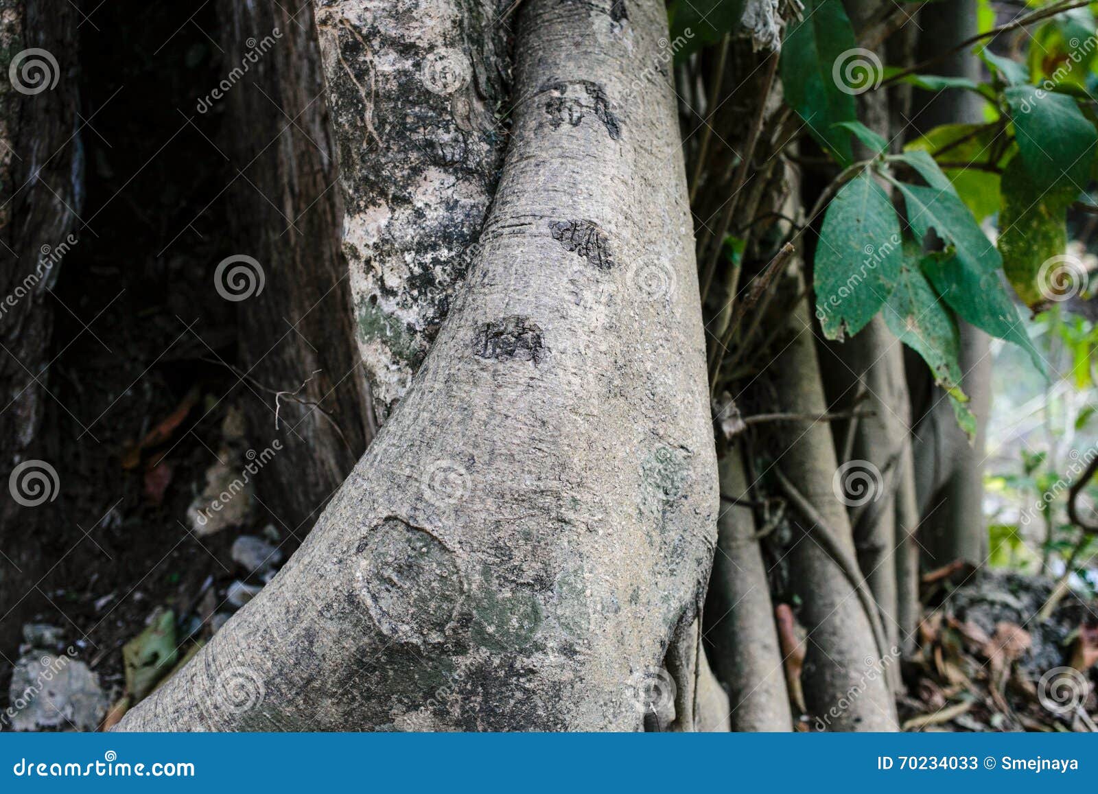 Himalayan Fig Tree Stock Image | CartoonDealer.com #129080689