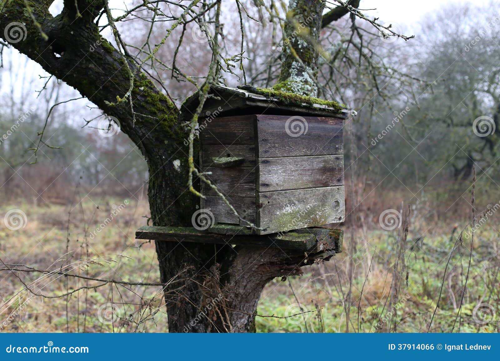 Old hive stock photo. Image of tree, apiary, branch, winter - 37914066