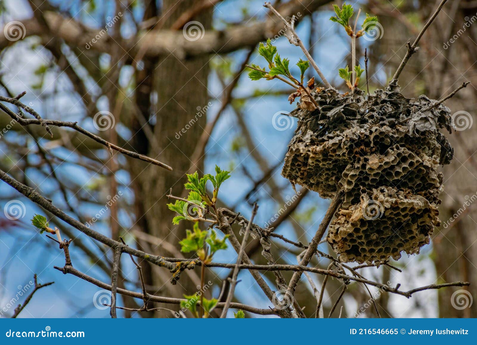 Old Hive stock image. Image of menomonee, closeup, leaf - 216546665