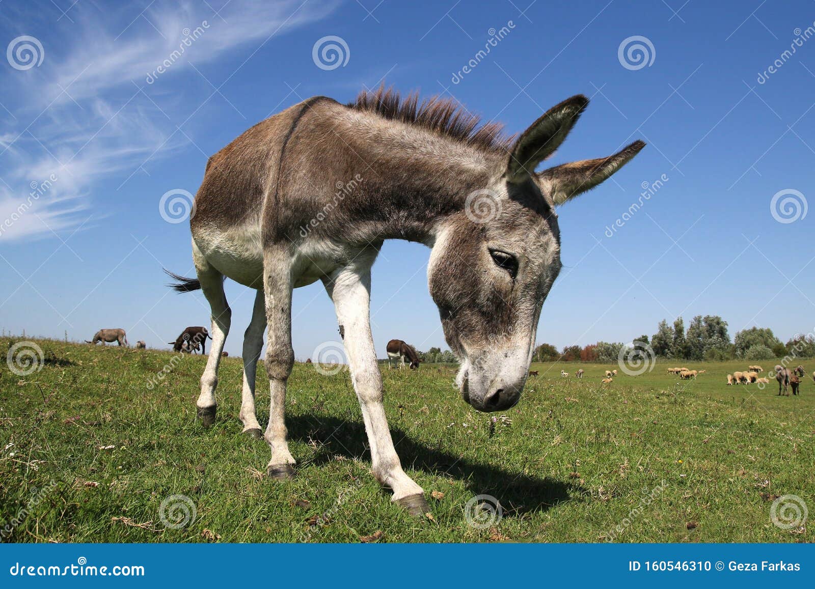 Old Hoar Donkey on the Pasture Stock Photo - Image of animal, cloud ...