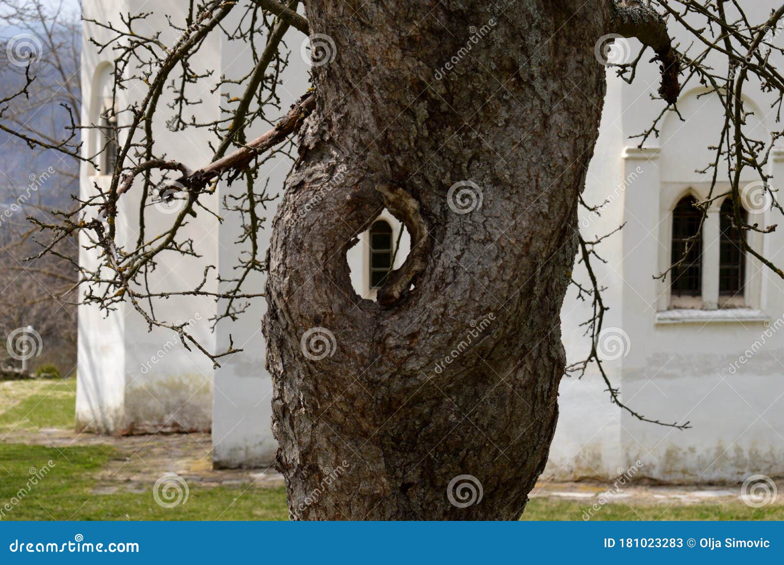Old hollow apple tree stock image. Image of beauty, grass - 181023283