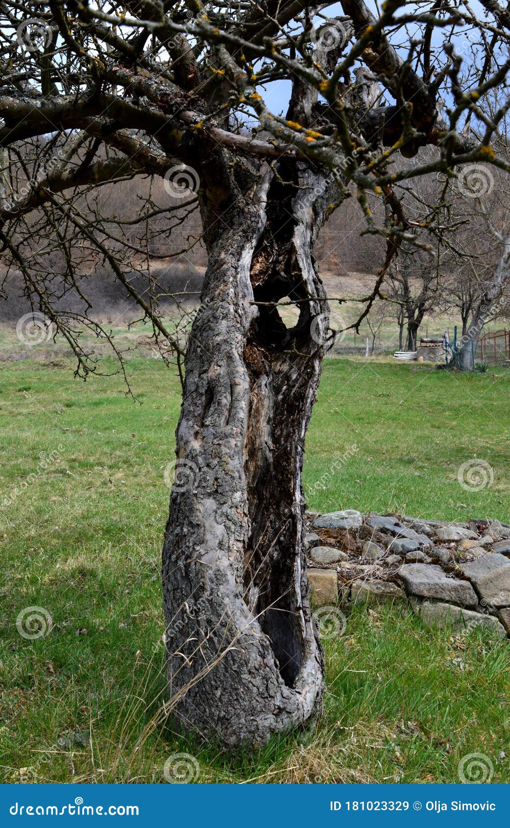 Old hollow apple tree stock image. Image of apple, hollow - 181023329