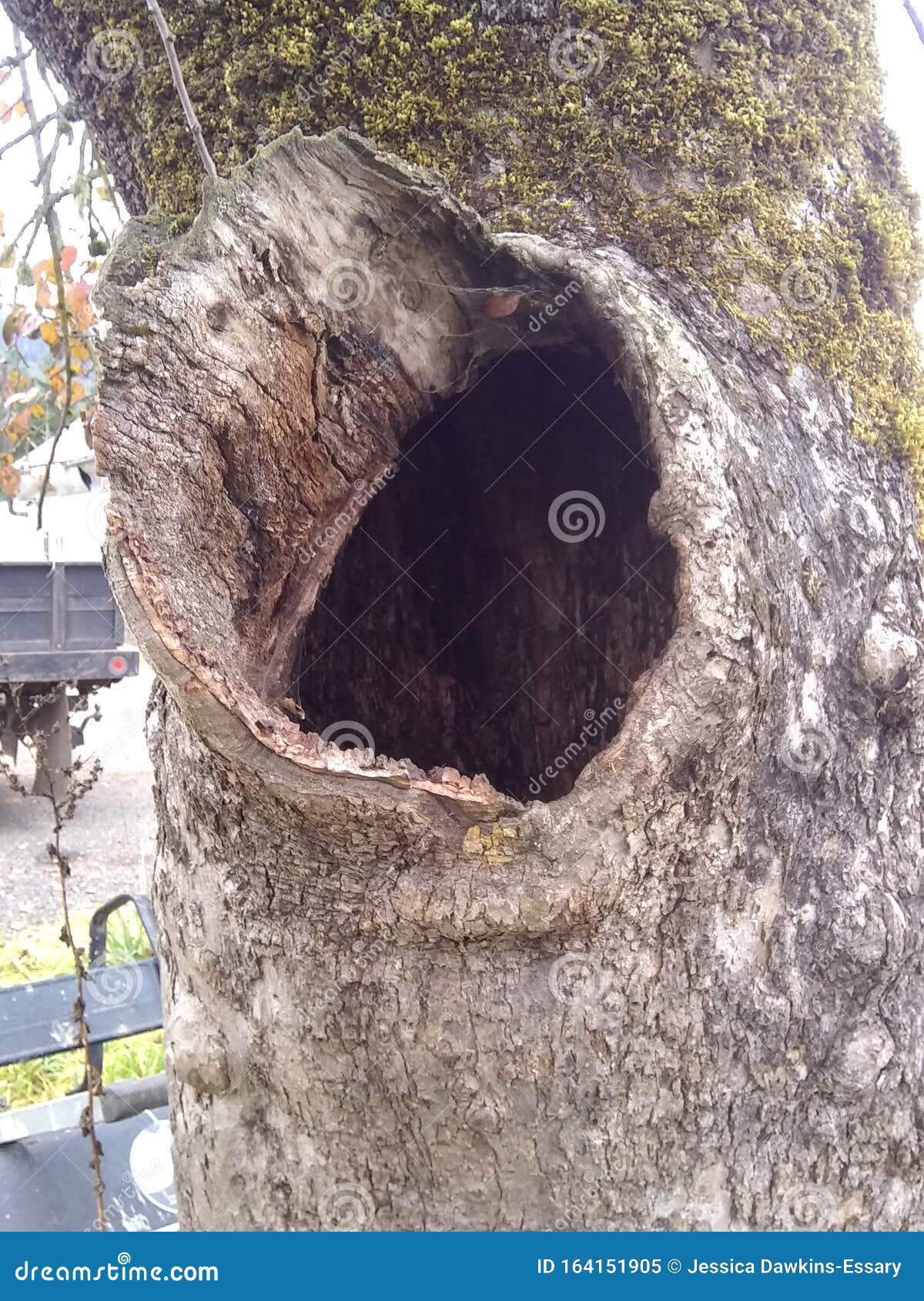 Old hollow apple tree stock image. Image of tree, hollow - 164151905
