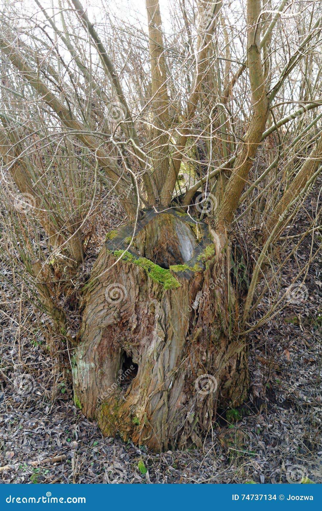 Old hollow tree trunk stock photo. Image of moss, twigs - 74737134