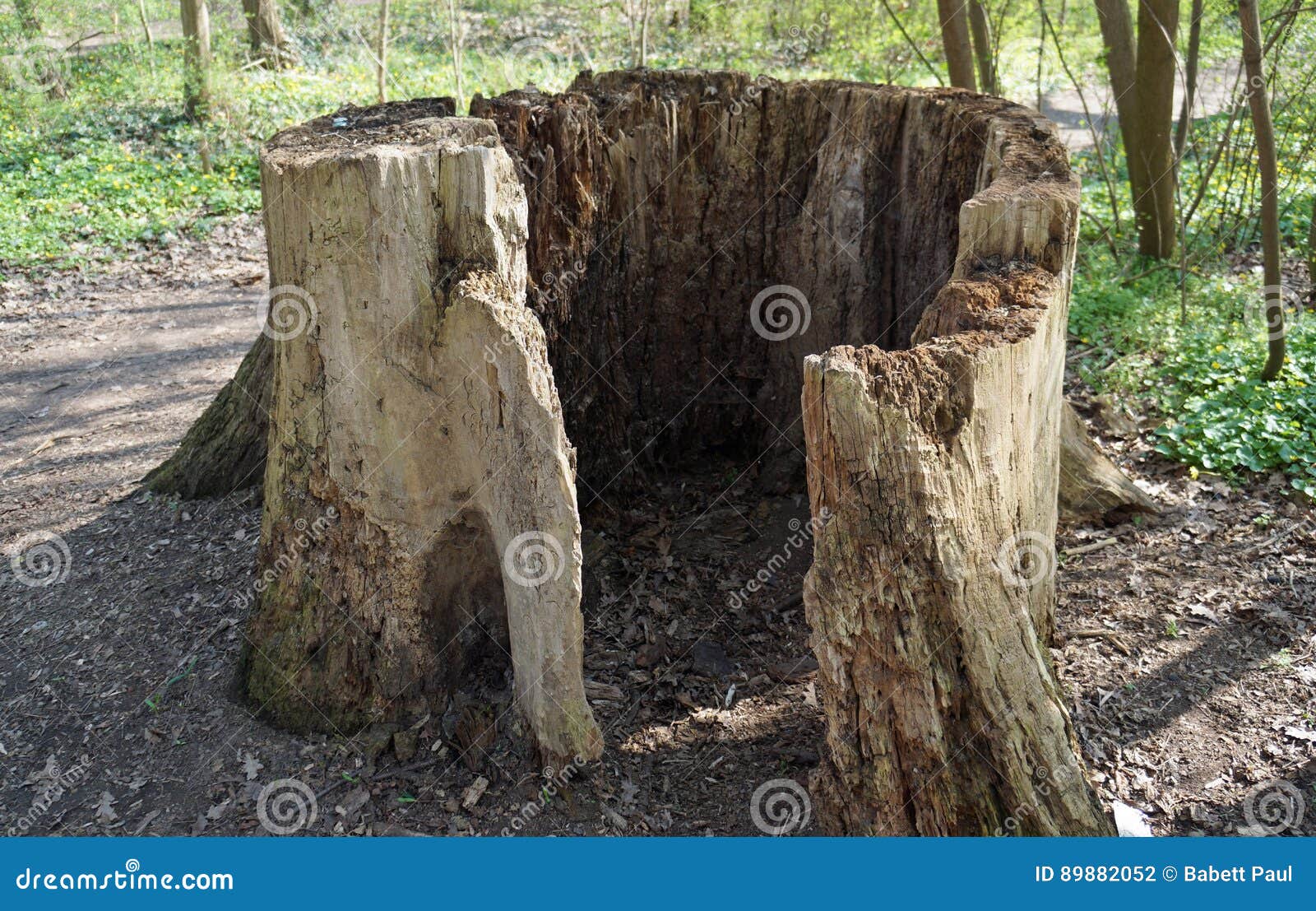 Old Hollowed-out Tree Stump Stock Photo - Image of branch, field: 89882052