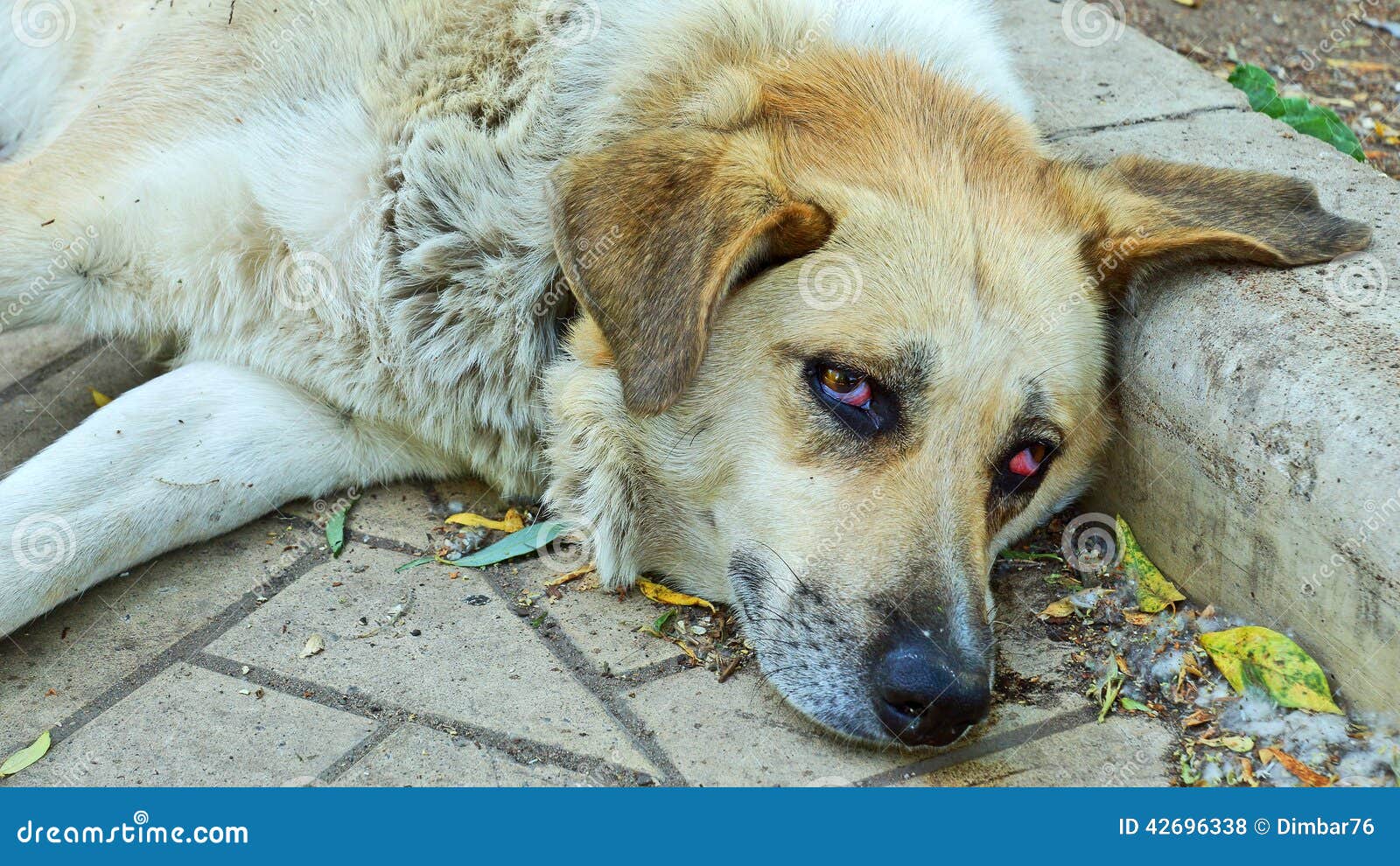 Old Homeless Dog on the Pavement Stock Photo - Image of pavement ...