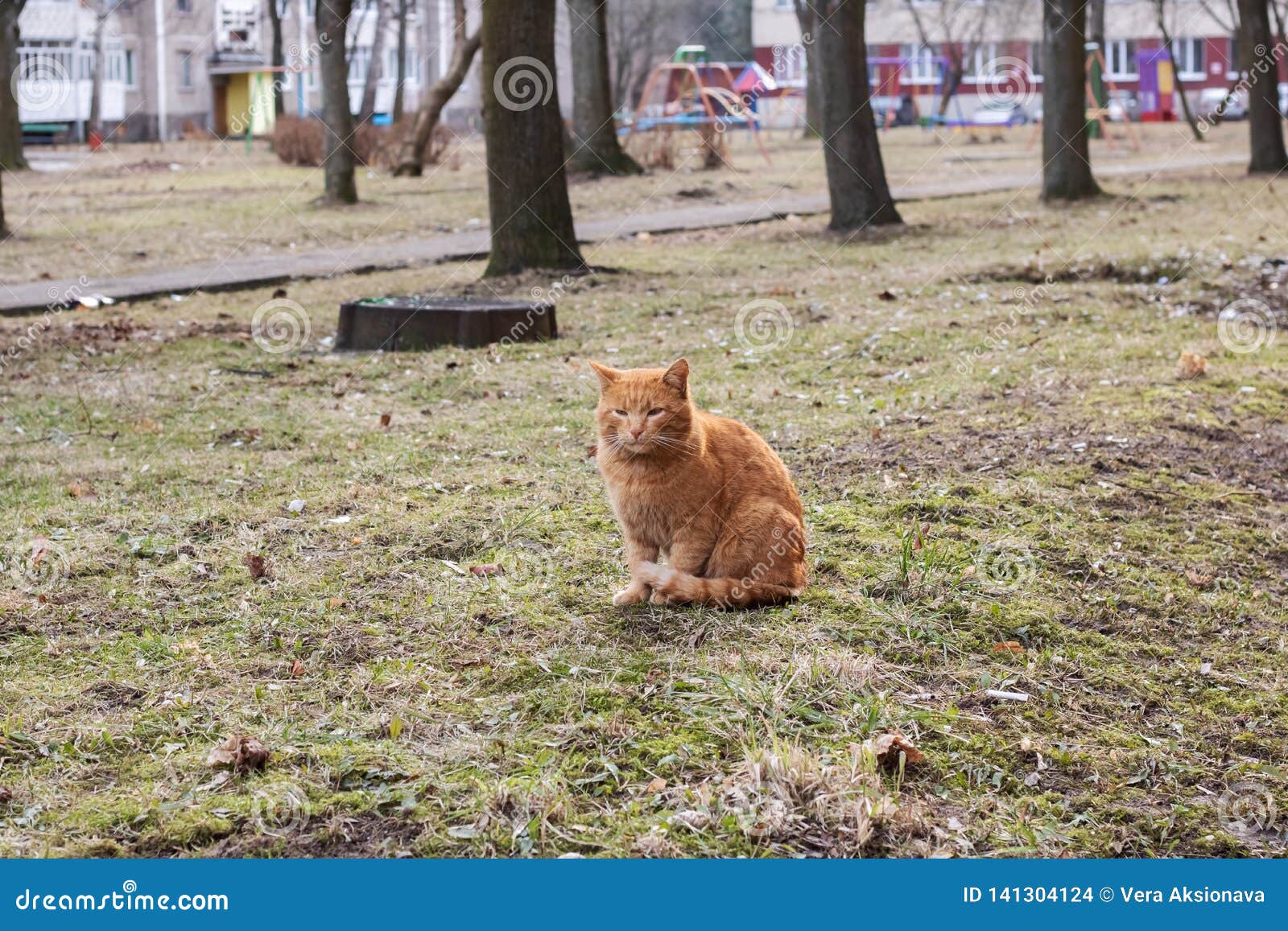 Old Homeless Red Cat on the Grass Stock Photo - Image of ground, nature ...