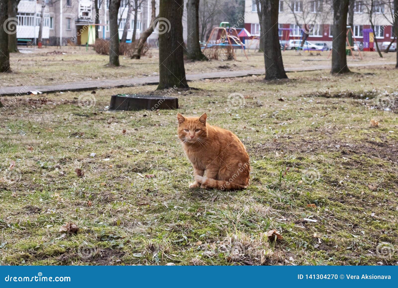 Old Homeless Red Cat on the Grass Stock Photo - Image of purr, pleading ...