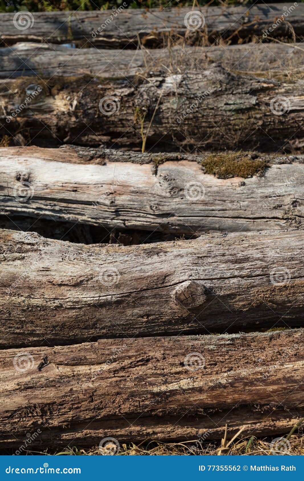 Horizontal Tree Stock Photo | CartoonDealer.com #34163286